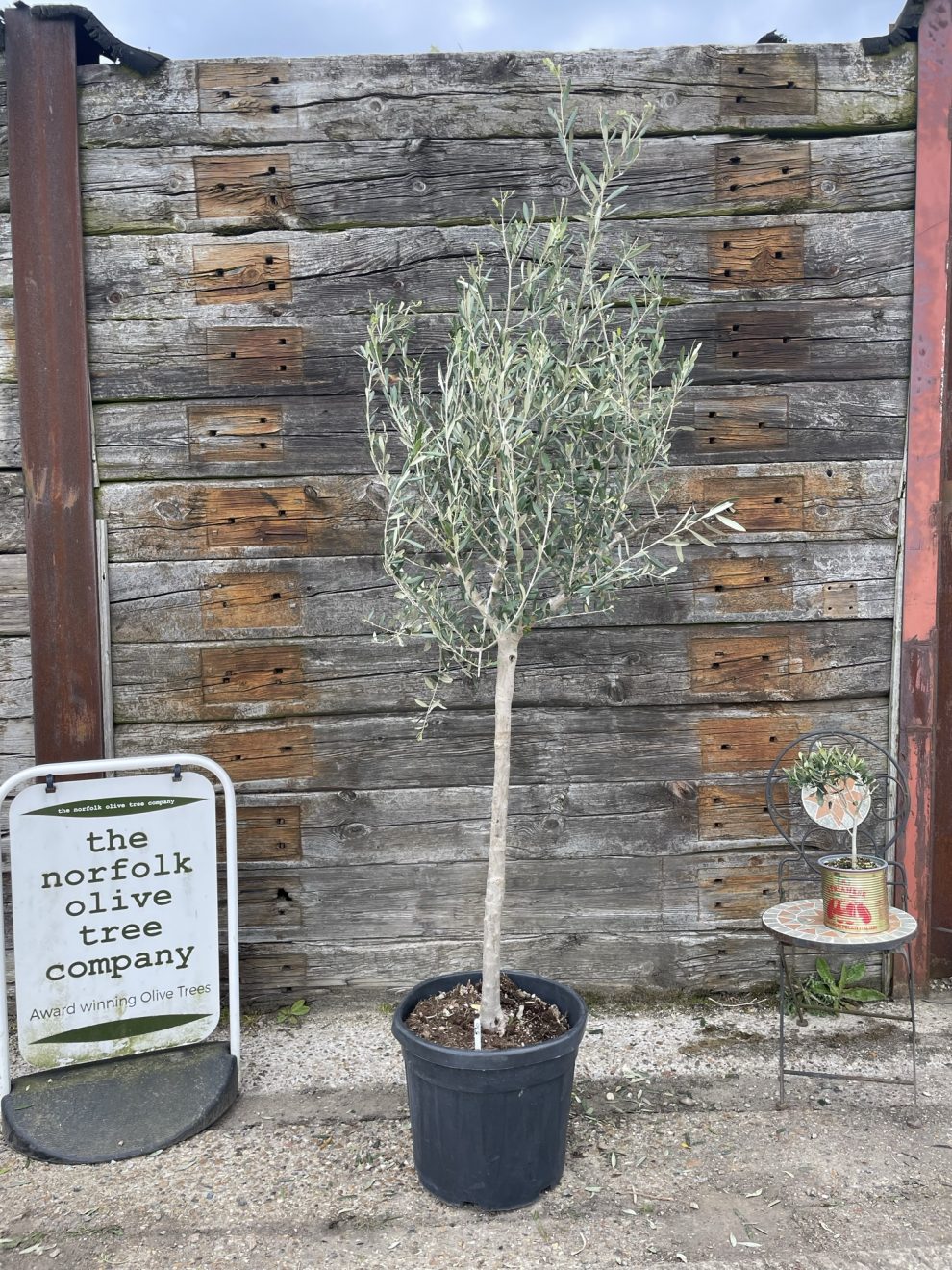 Courtyard Olive tree