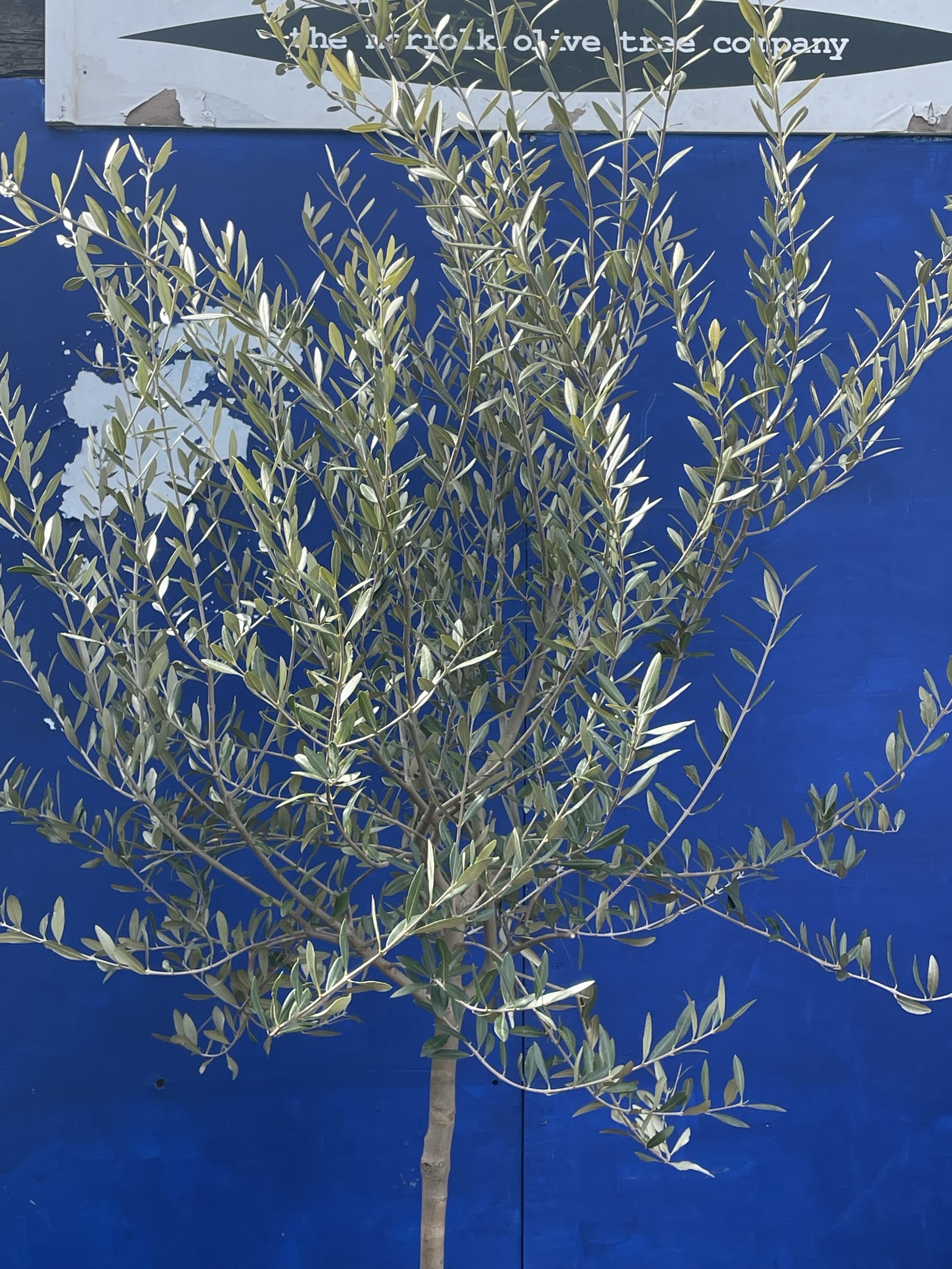 Tuscan Olive tree - free delivery - The Norfolk Olive Tree Company