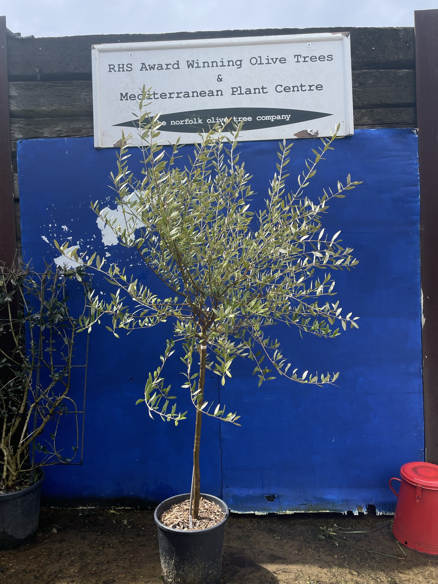 Tuscan Olive tree - free delivery - The Norfolk Olive Tree Company