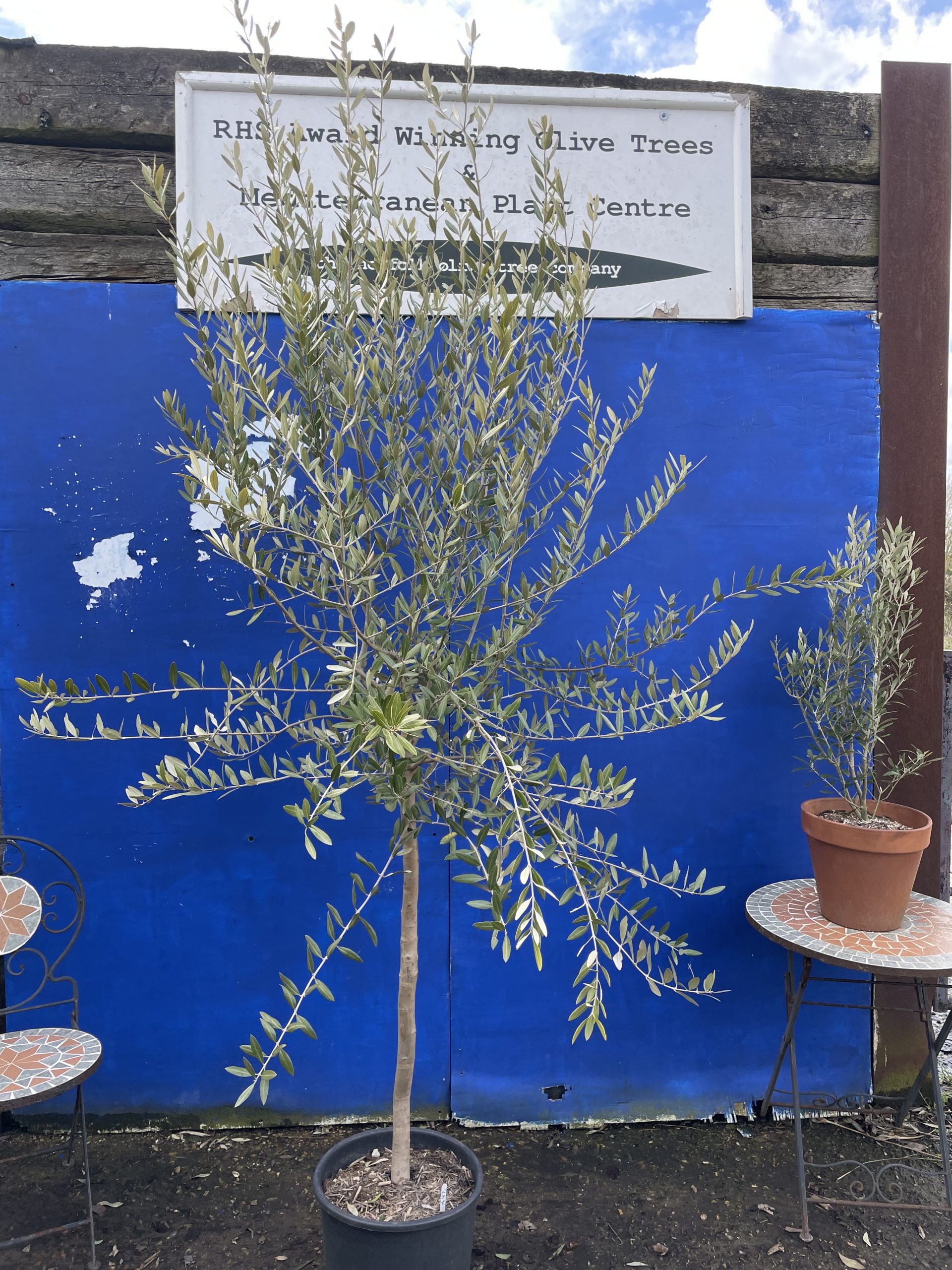 Tuscan Olive tree - free delivery - The Norfolk Olive Tree Company