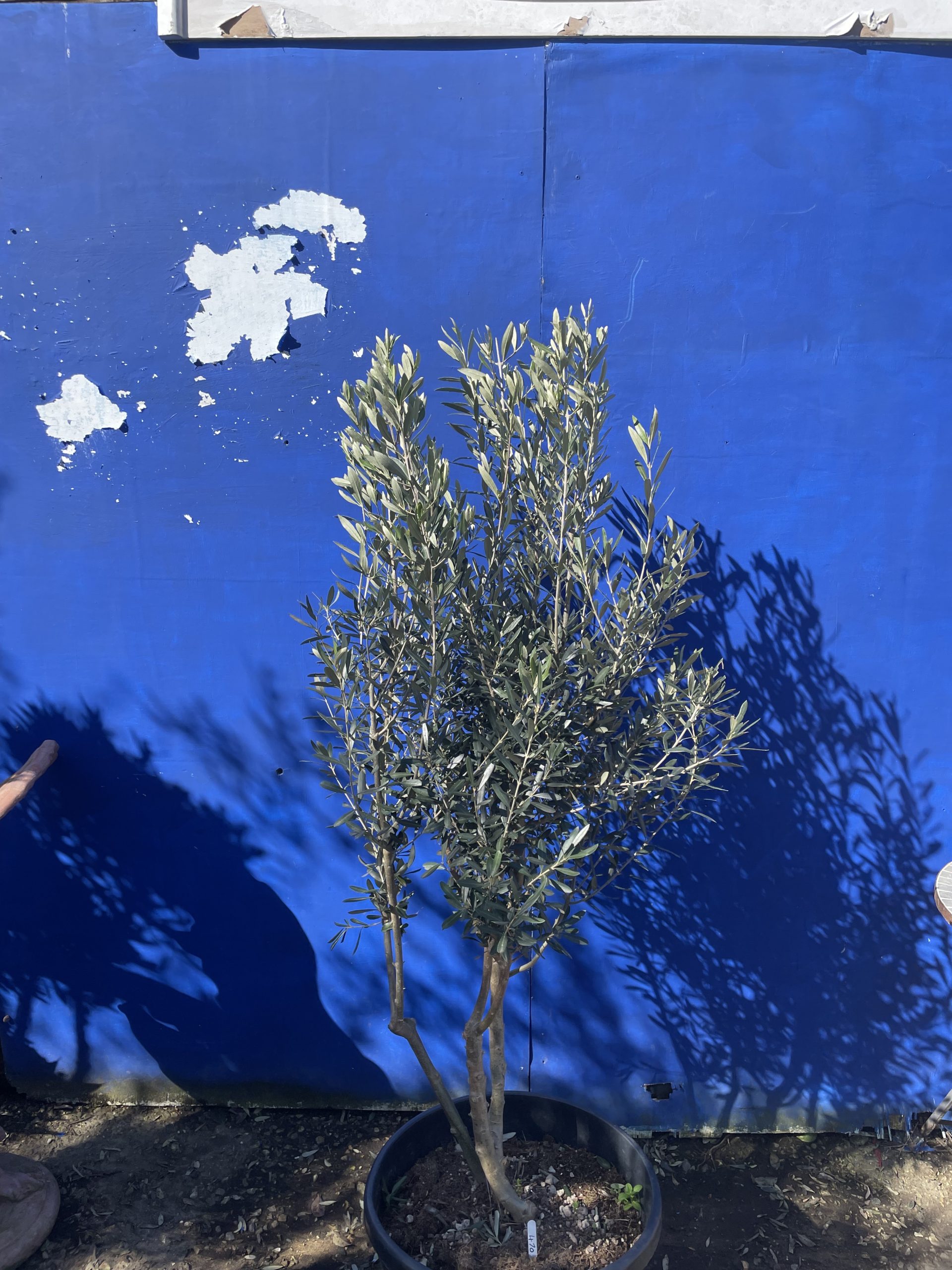 Patio Olive tree - free delivery - The Norfolk Olive Tree Company