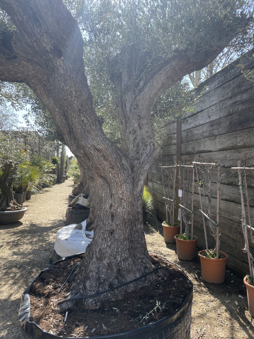 Tall ancient Olive tree - The Norfolk Olive Tree Company
