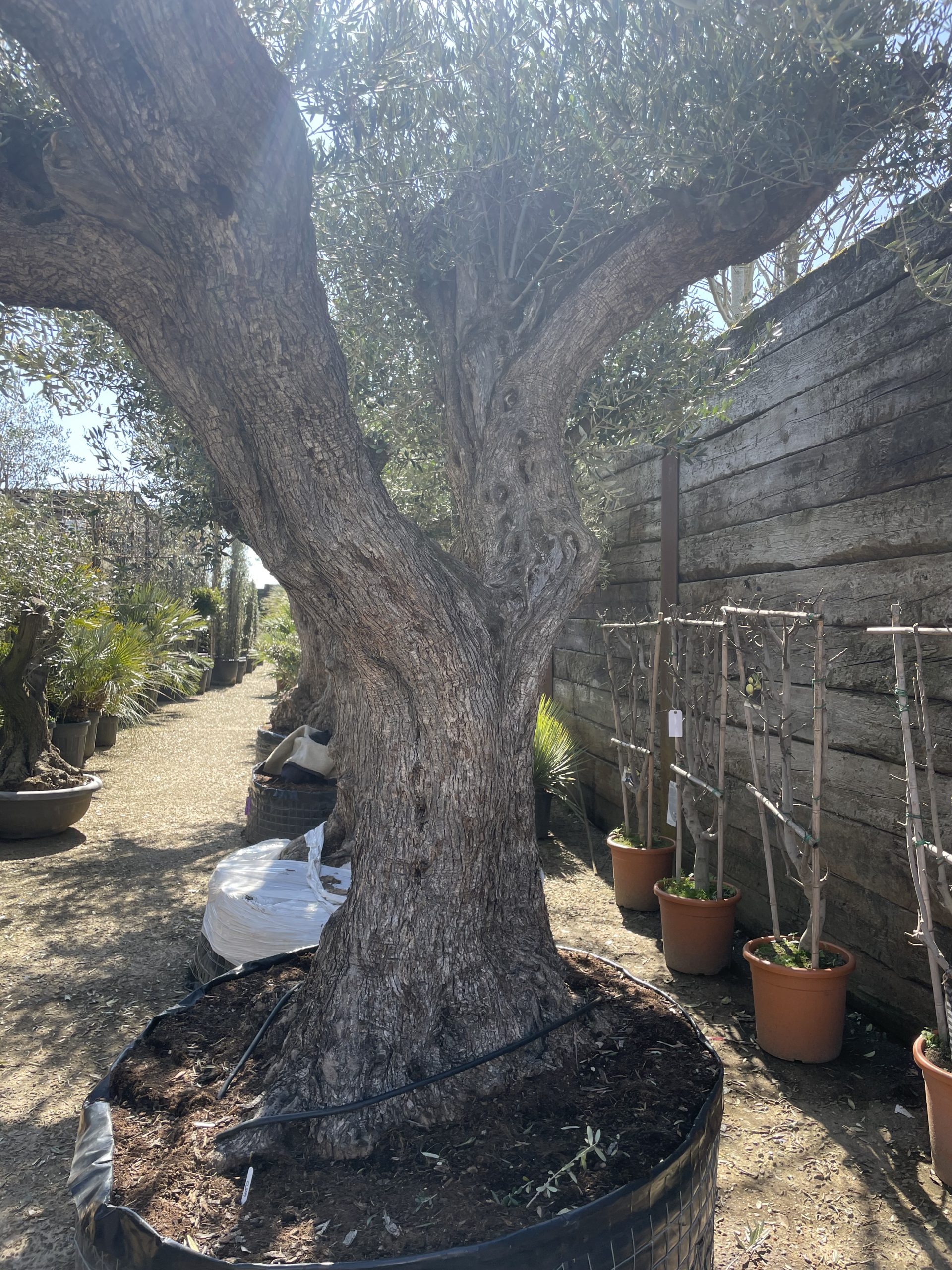 Tall ancient Olive tree - The Norfolk Olive Tree Company