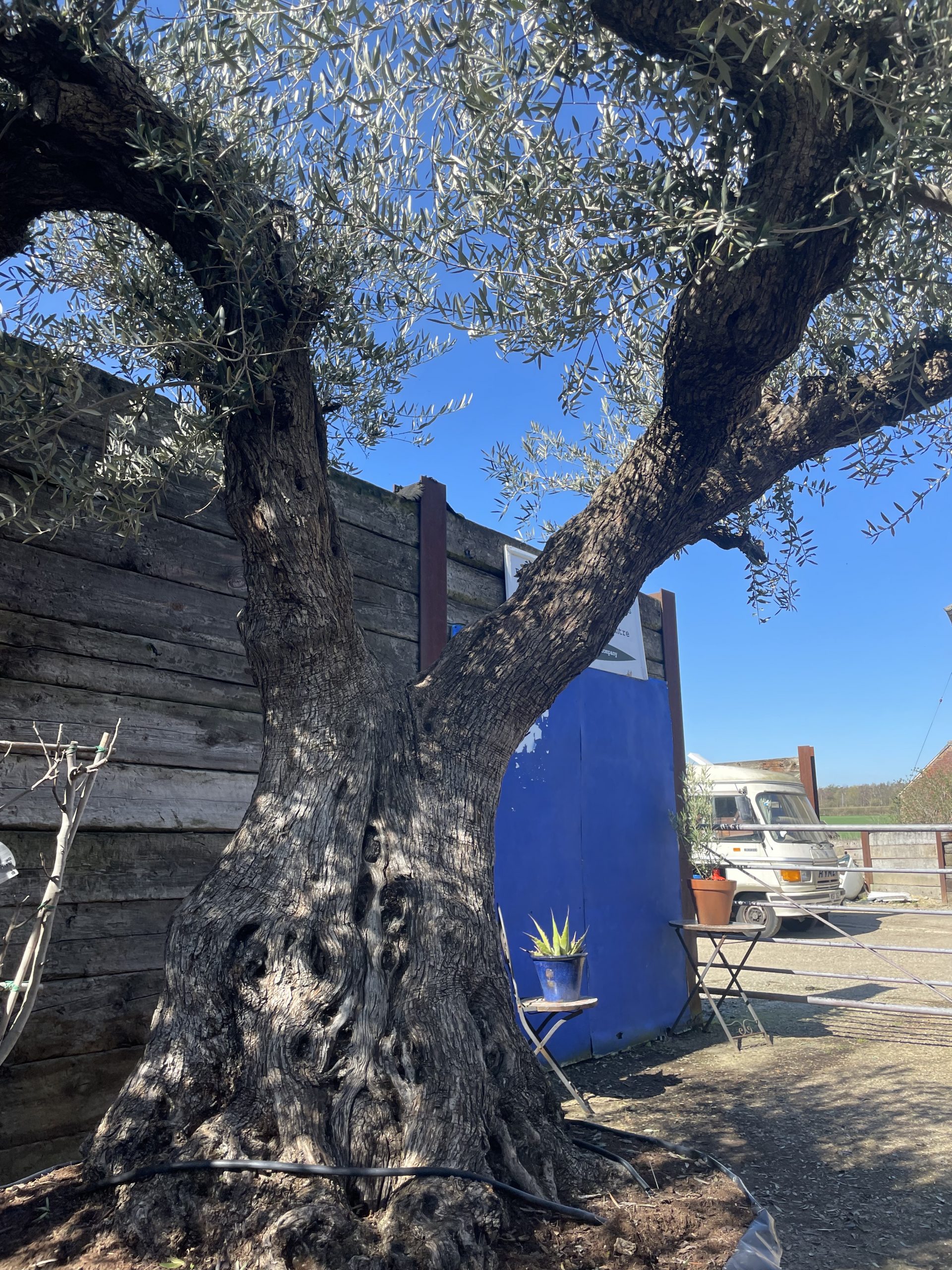 Tall ancient Olive tree - The Norfolk Olive Tree Company