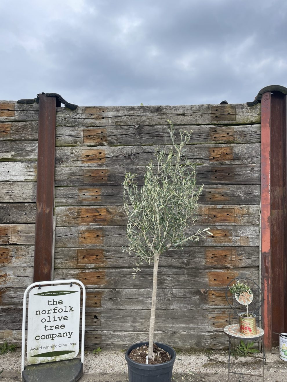 Courtyard Olive tree