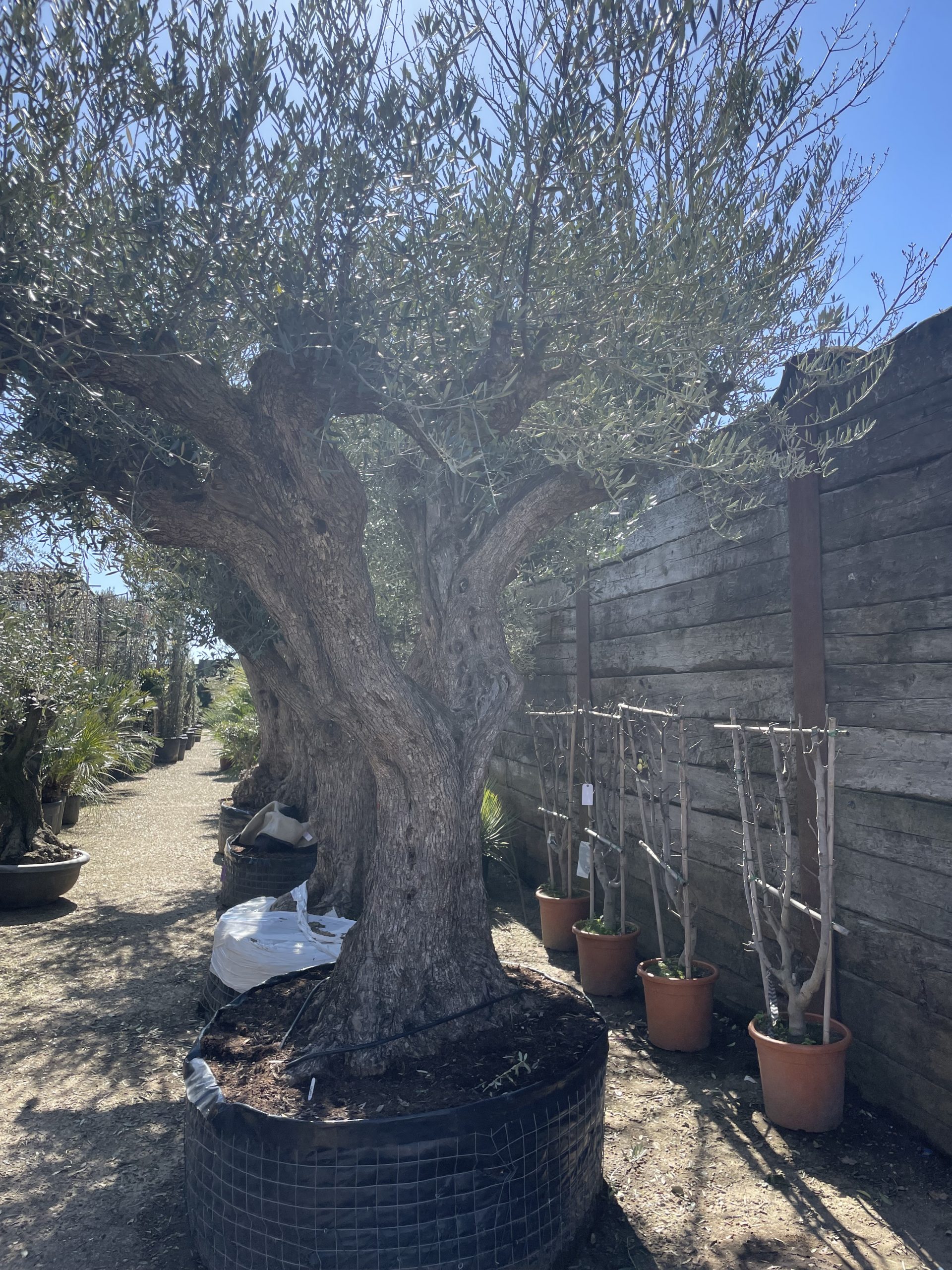 Tall ancient Olive tree - The Norfolk Olive Tree Company
