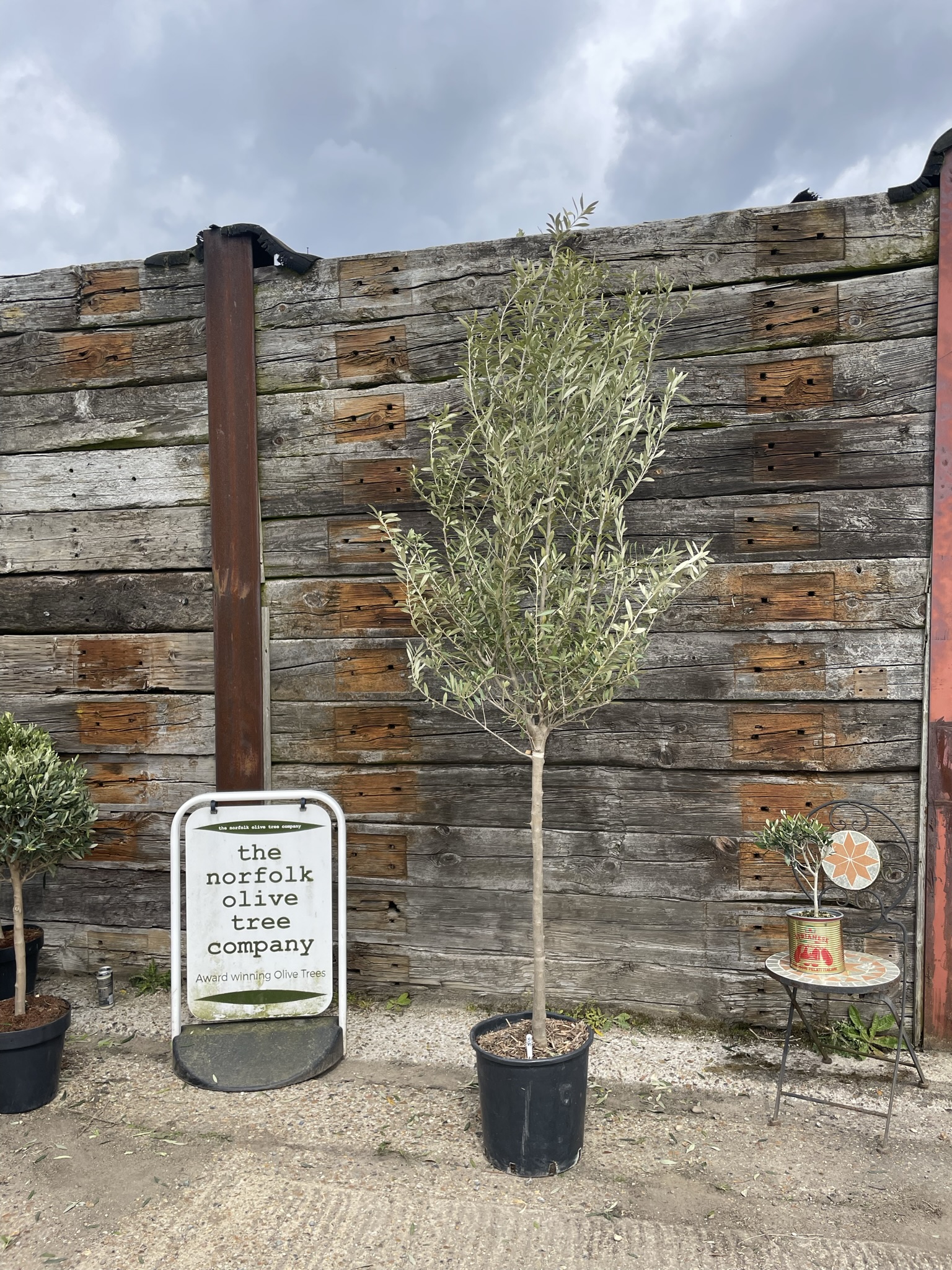 Tuscan Olive tree - free delivery 516 - The Norfolk Olive Tree Company