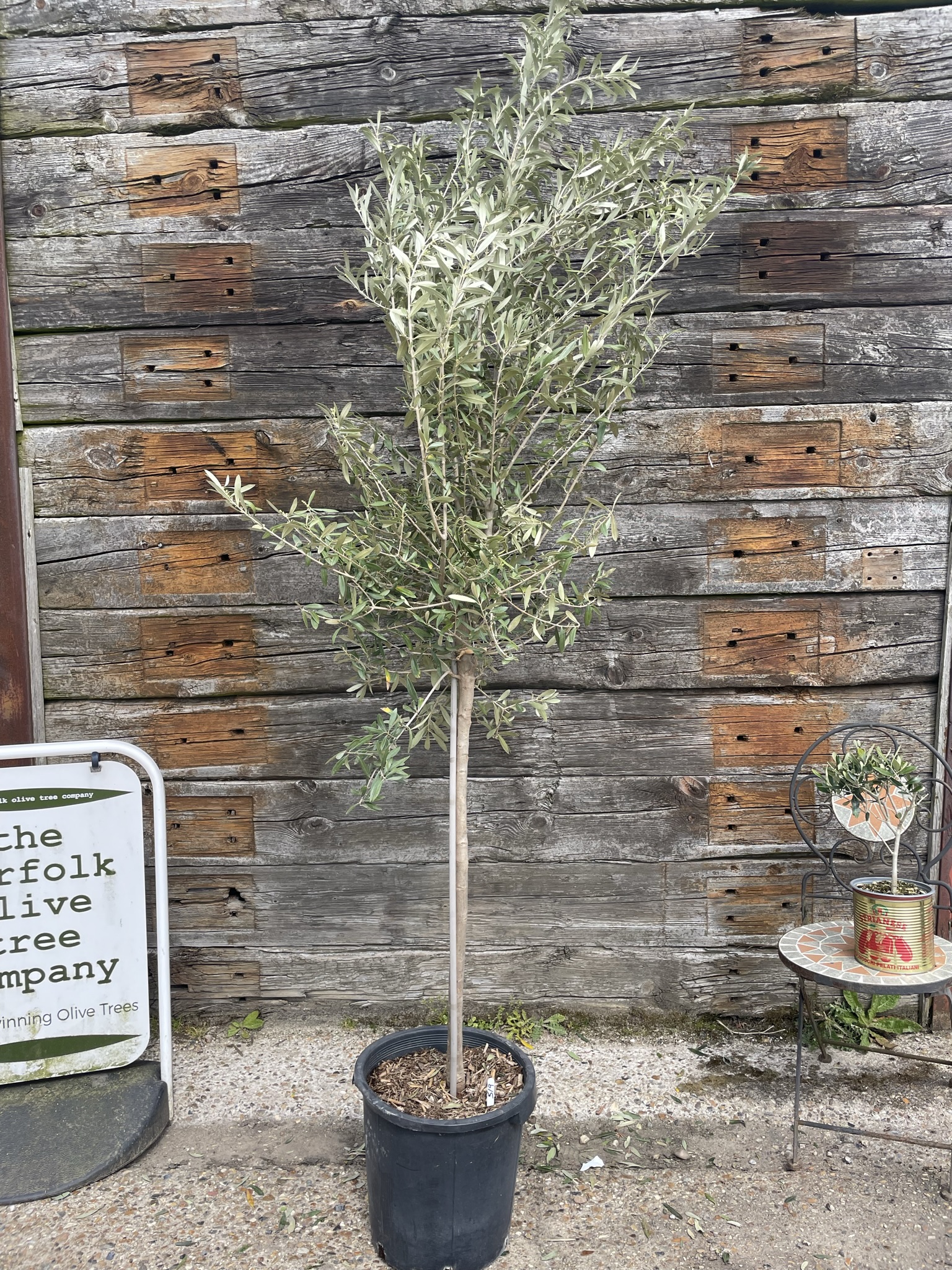 Tuscan Olive tree - free delivery - The Norfolk Olive Tree Company