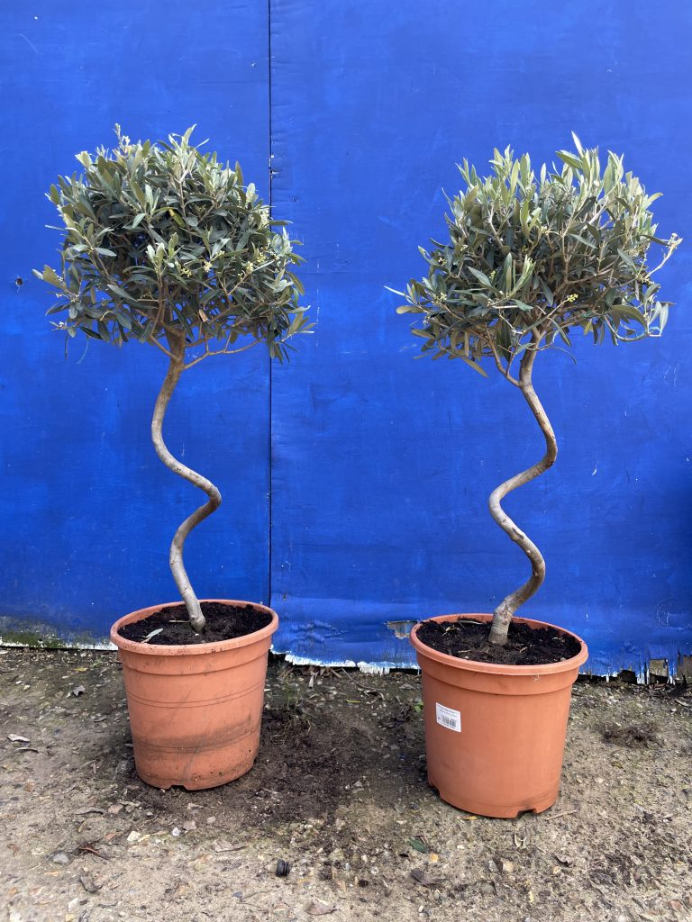 Pair of spiral Olive trees - free delivery - The Norfolk Olive Tree Company