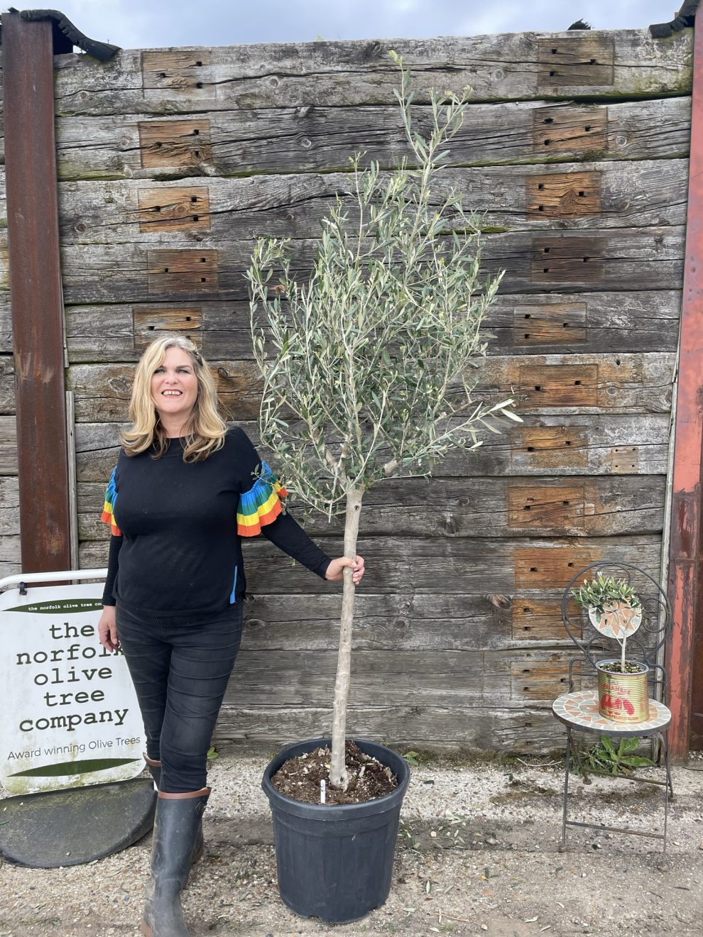 Courtyard Olive tree