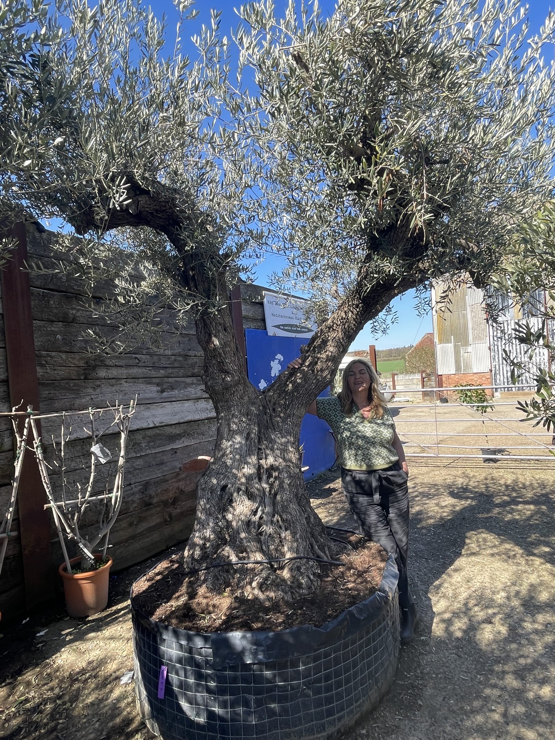 Tall ancient Olive tree - The Norfolk Olive Tree Company