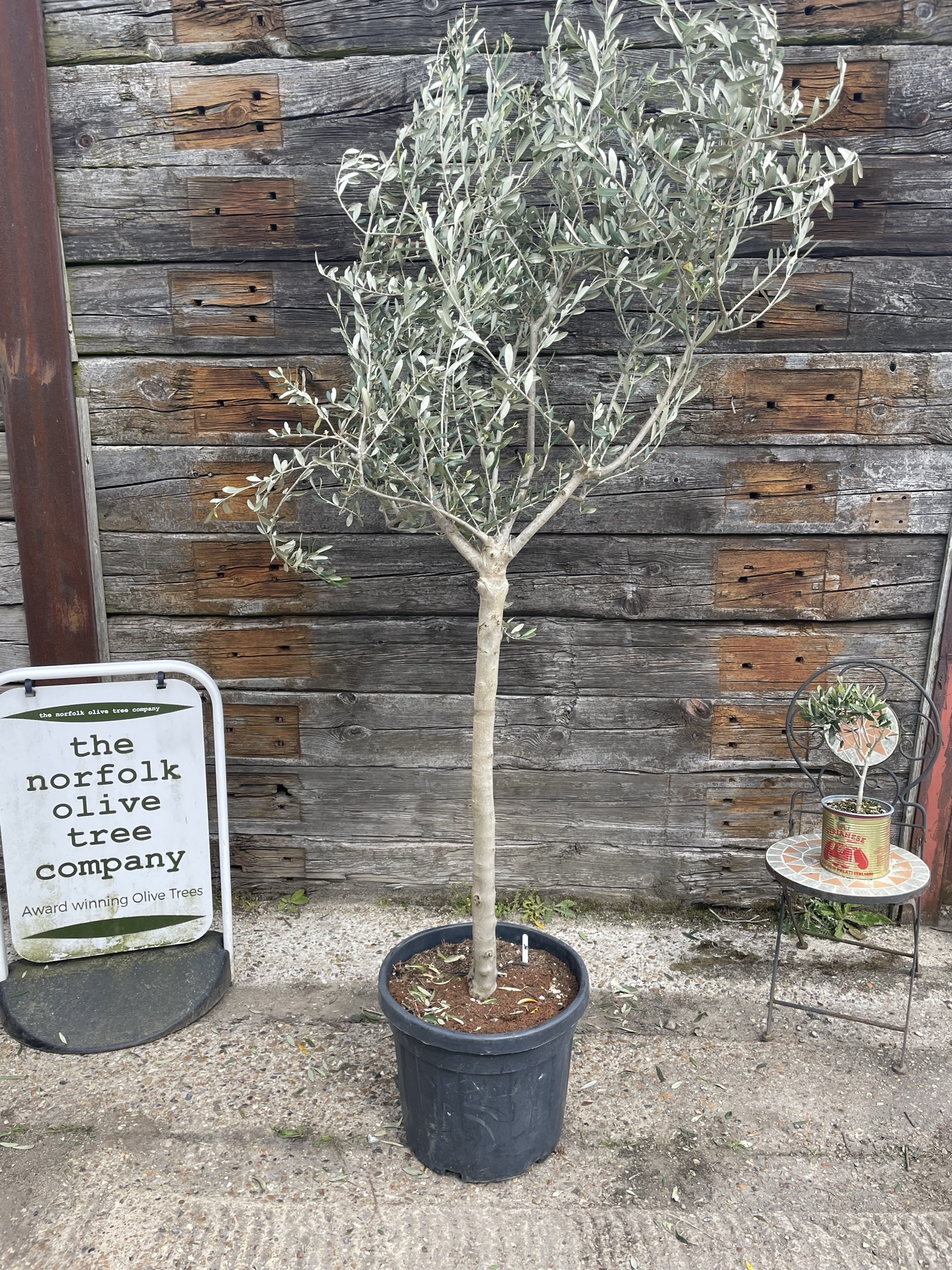 Tuscan Olive tree - free delivery - The Norfolk Olive Tree Company