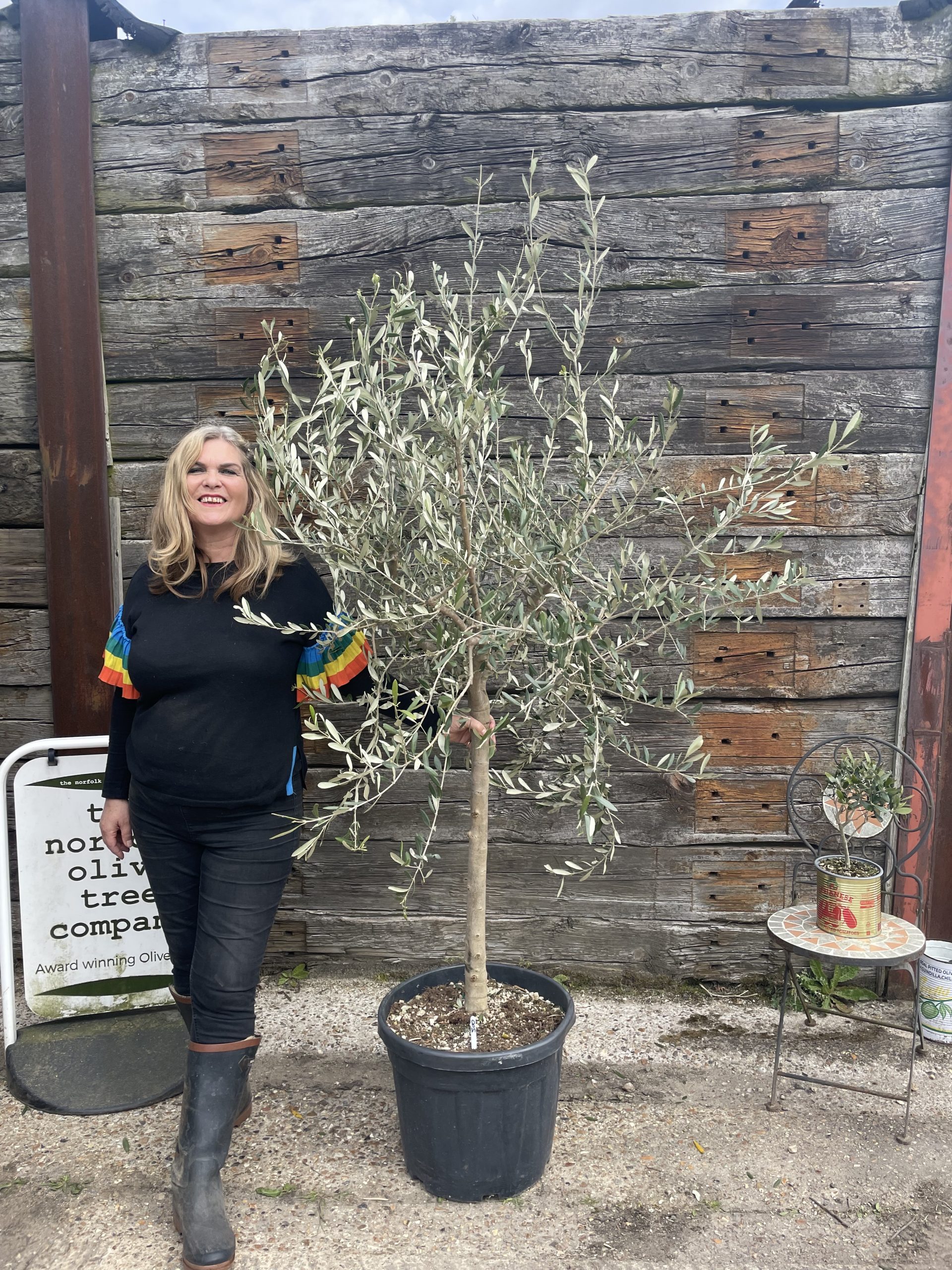Tuscan Olive tree - free delivery - The Norfolk Olive Tree Company