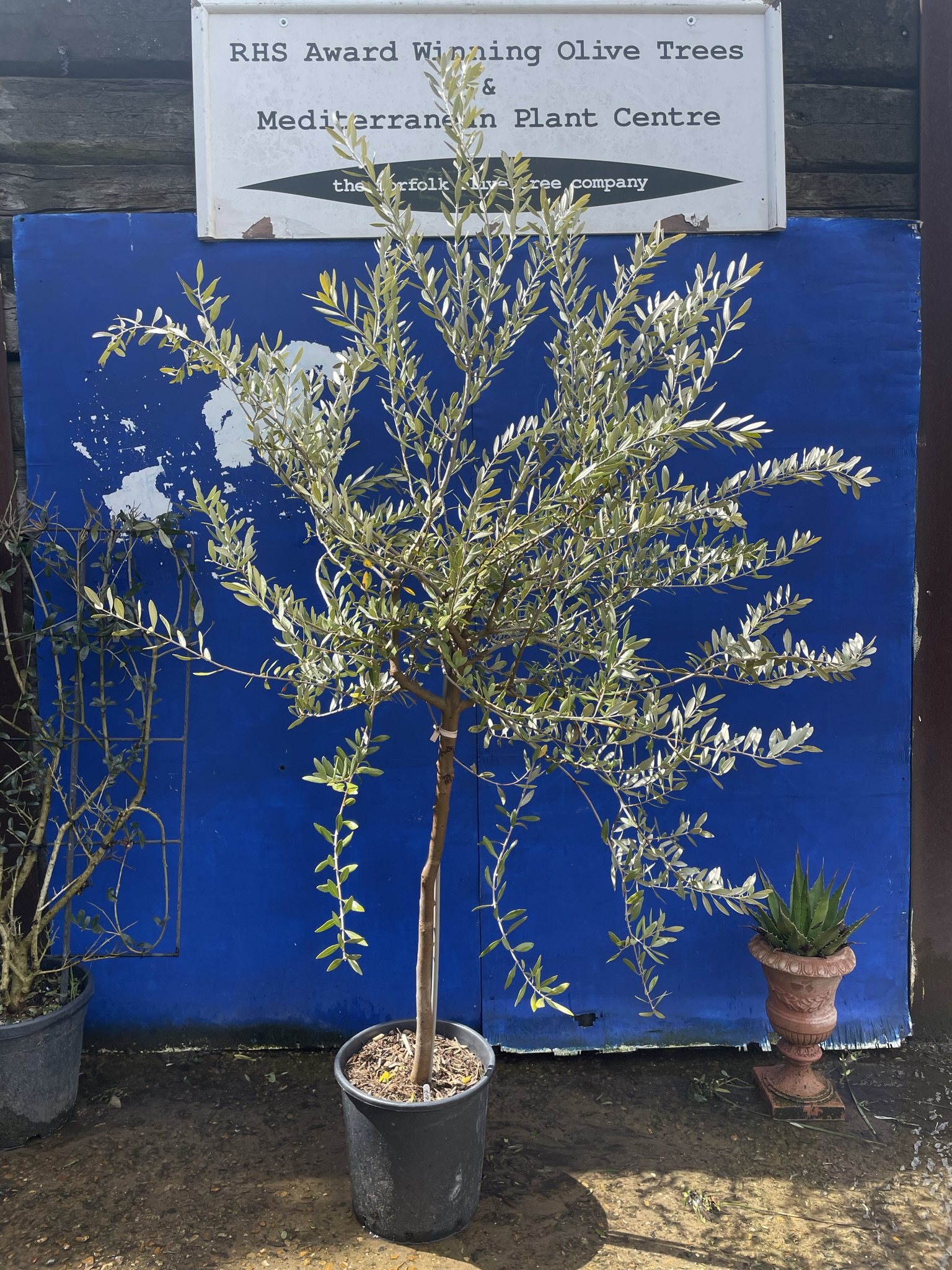 Tuscan Olive tree - free delivery - The Norfolk Olive Tree Company