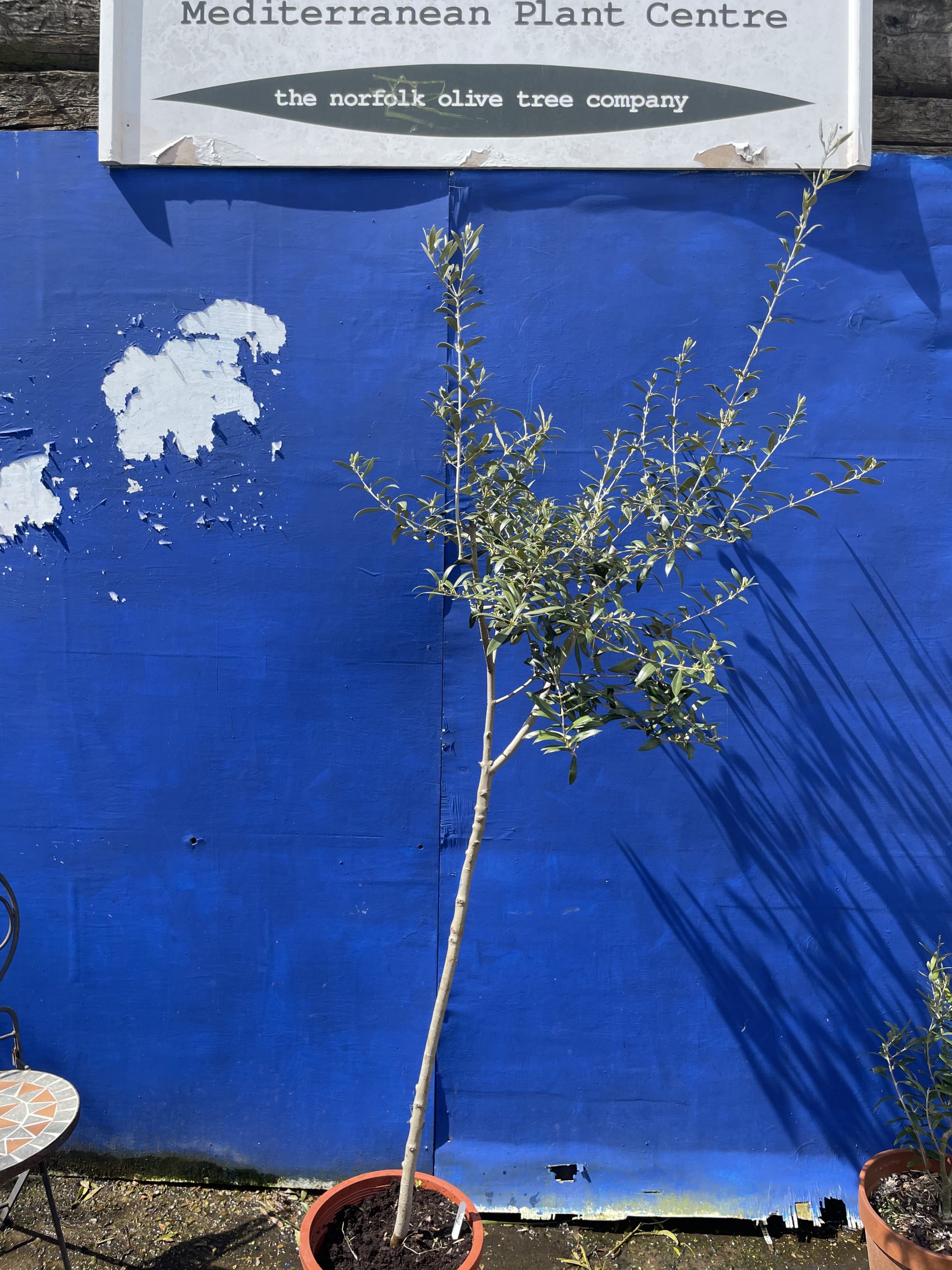 Arbequina Olive tree. Free delivery. - The Norfolk Olive Tree Company