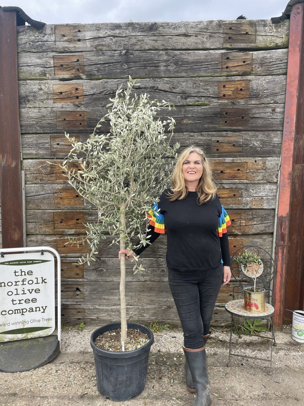 Patio Olive tree - free delivery - The Norfolk Olive Tree Company