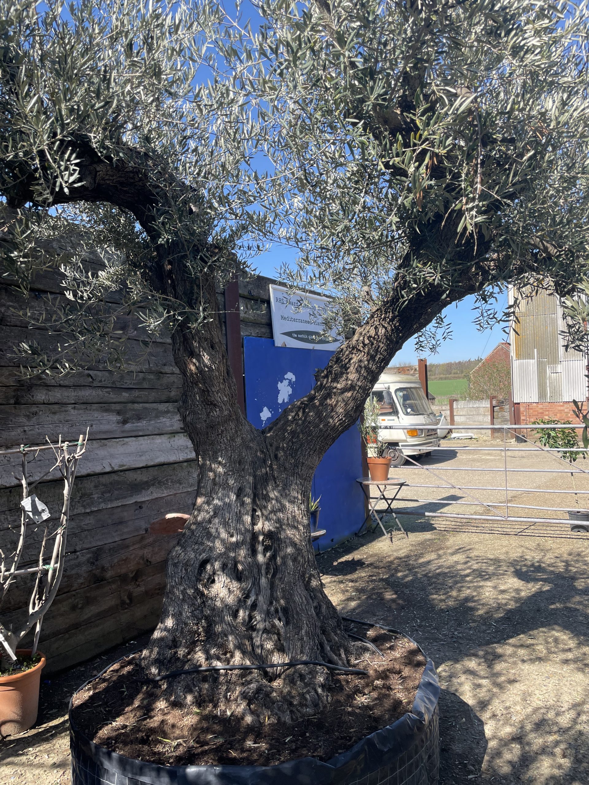Tall ancient Olive tree - The Norfolk Olive Tree Company
