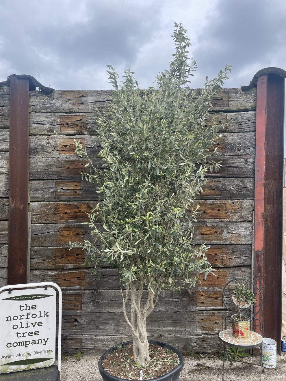 Multi-stem screening olive tree - The Norfolk Olive Tree Company