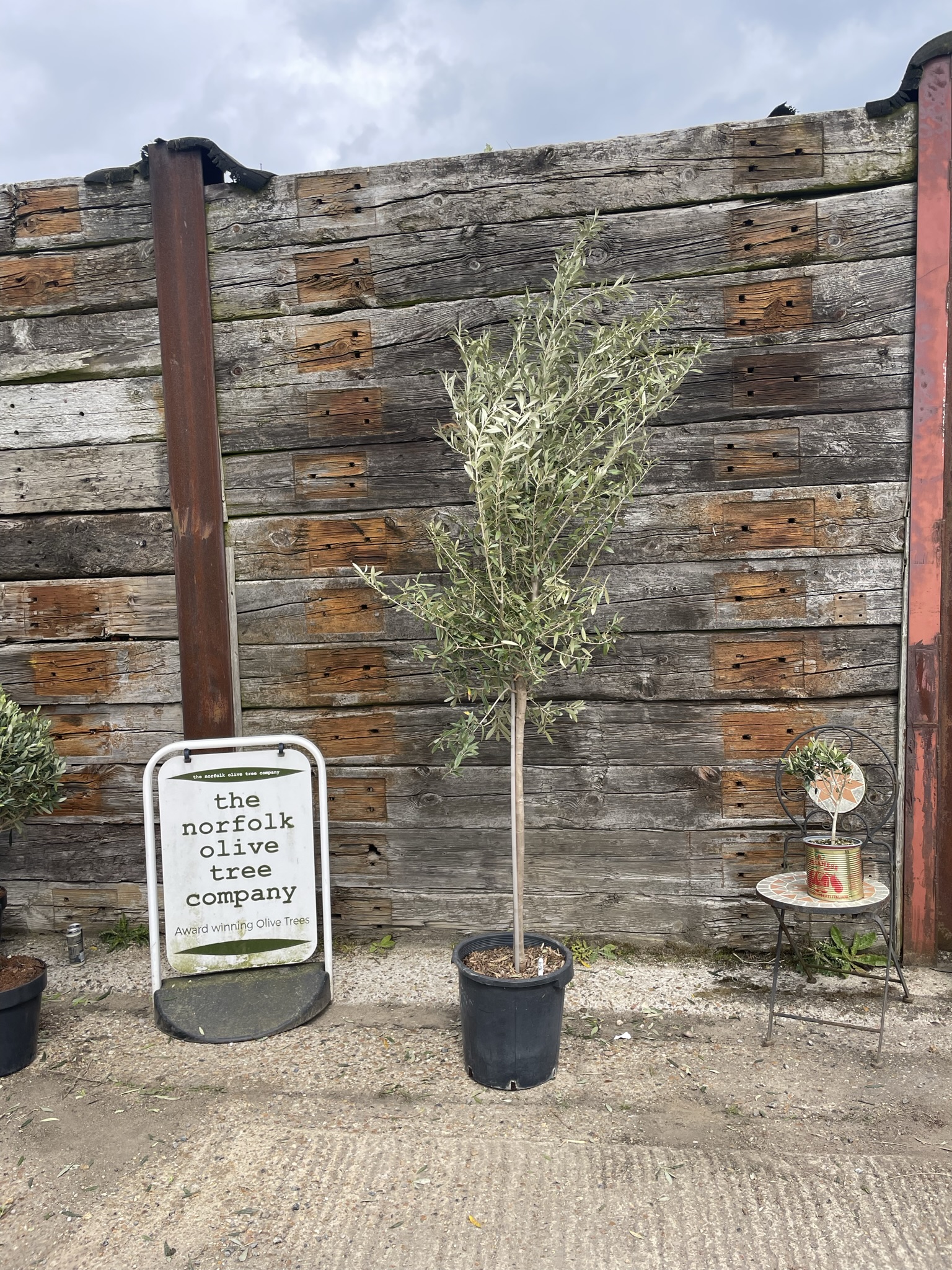Tuscan Olive tree - free delivery - The Norfolk Olive Tree Company