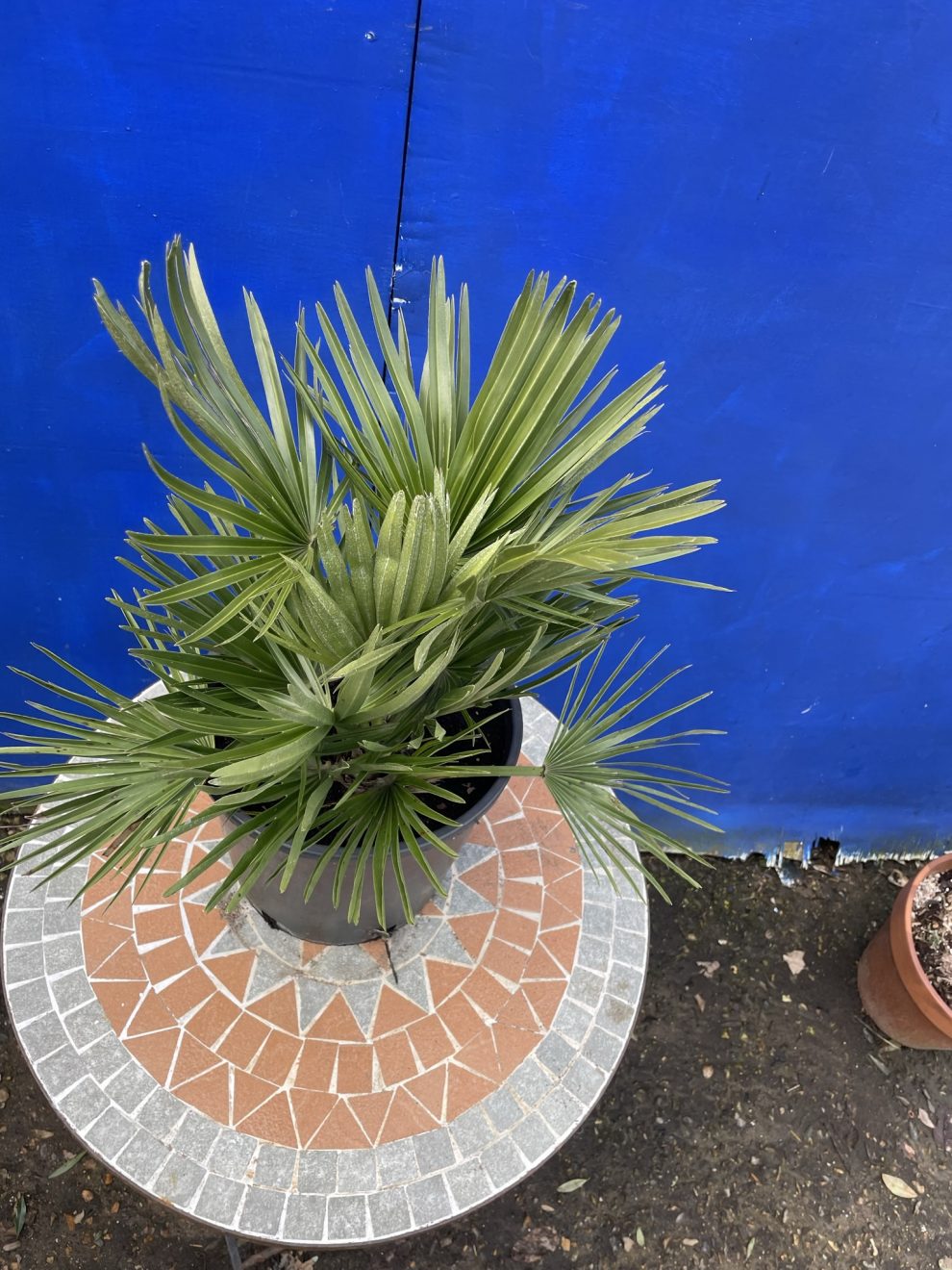 Chamaerops Humilis ‘Volcano’ - free delivery - The Norfolk Olive Tree ...