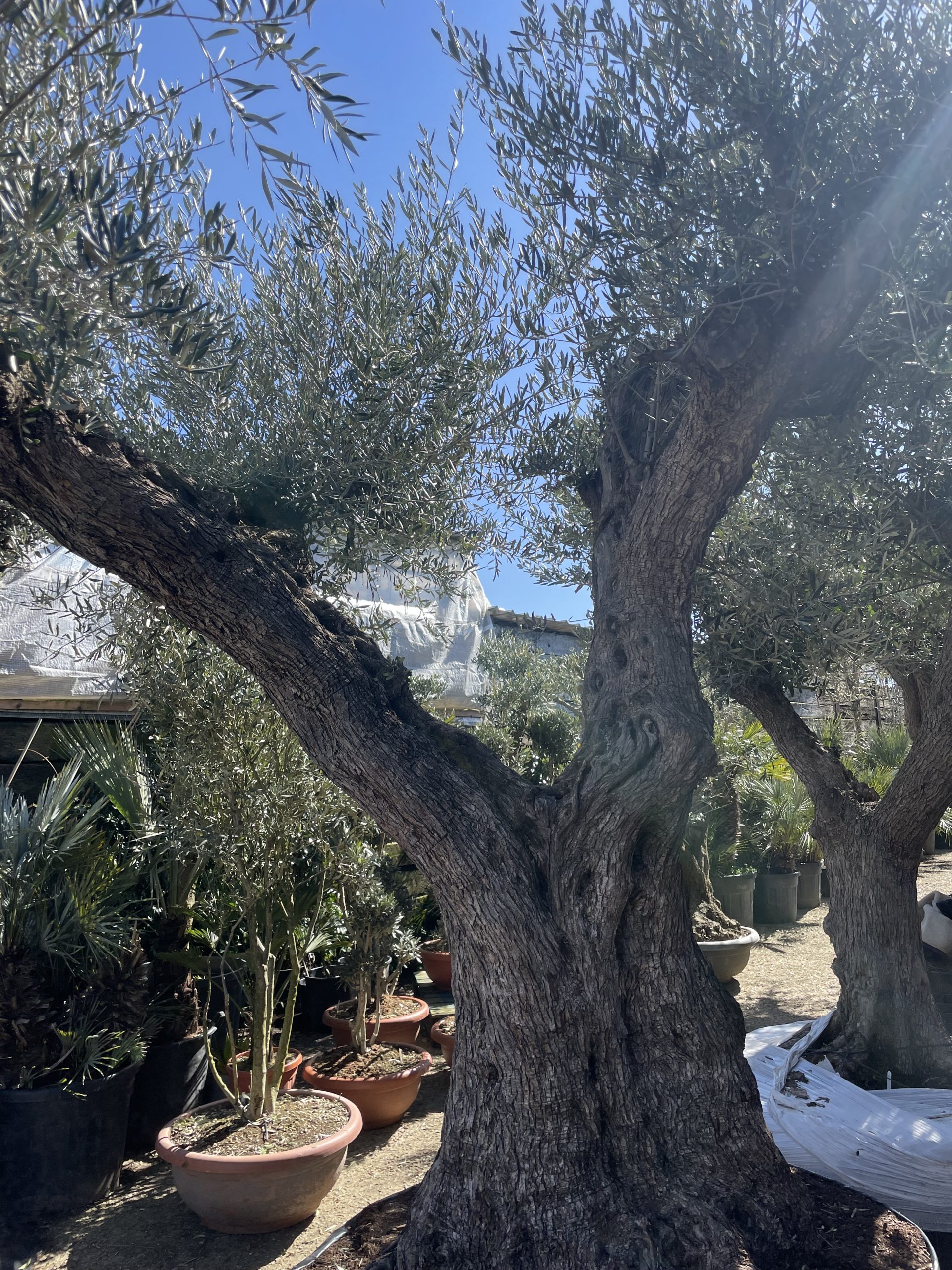 Tall ancient Olive tree - The Norfolk Olive Tree Company
