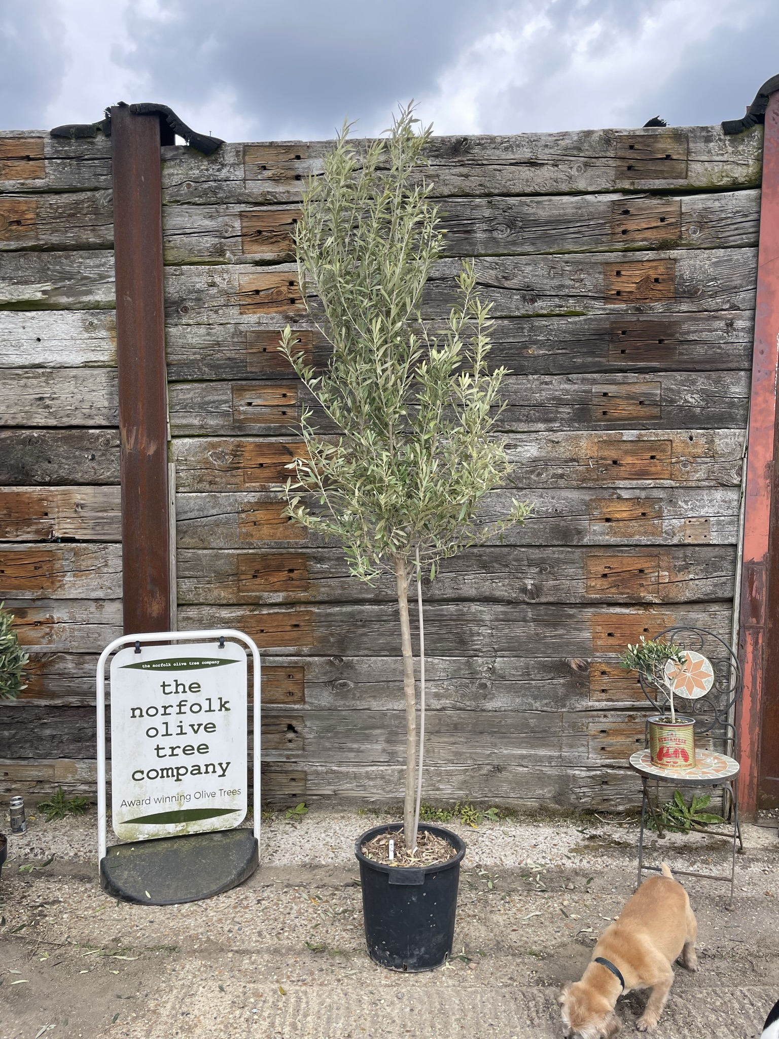 Tuscan Olive tree - free delivery - The Norfolk Olive Tree Company