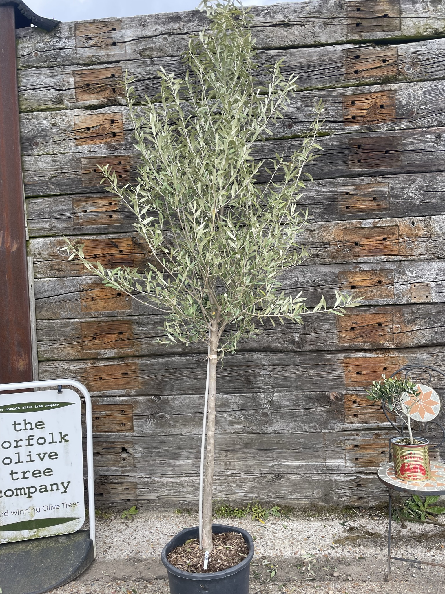 Tuscan Olive tree - free delivery - The Norfolk Olive Tree Company