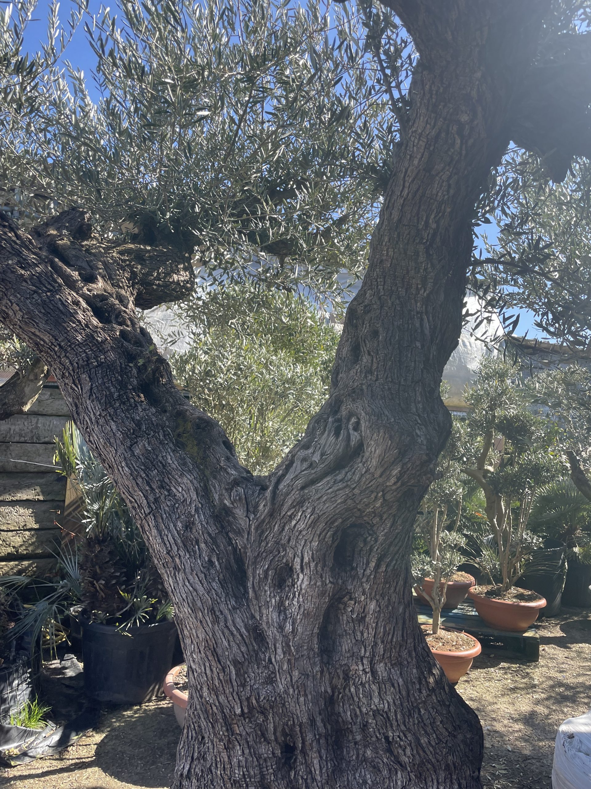 Tall ancient Olive tree - The Norfolk Olive Tree Company