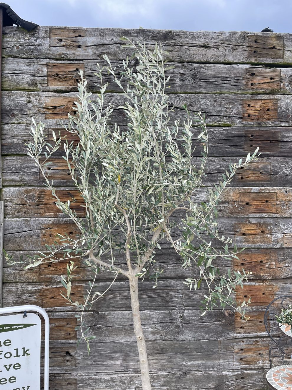Courtyard Olive tree