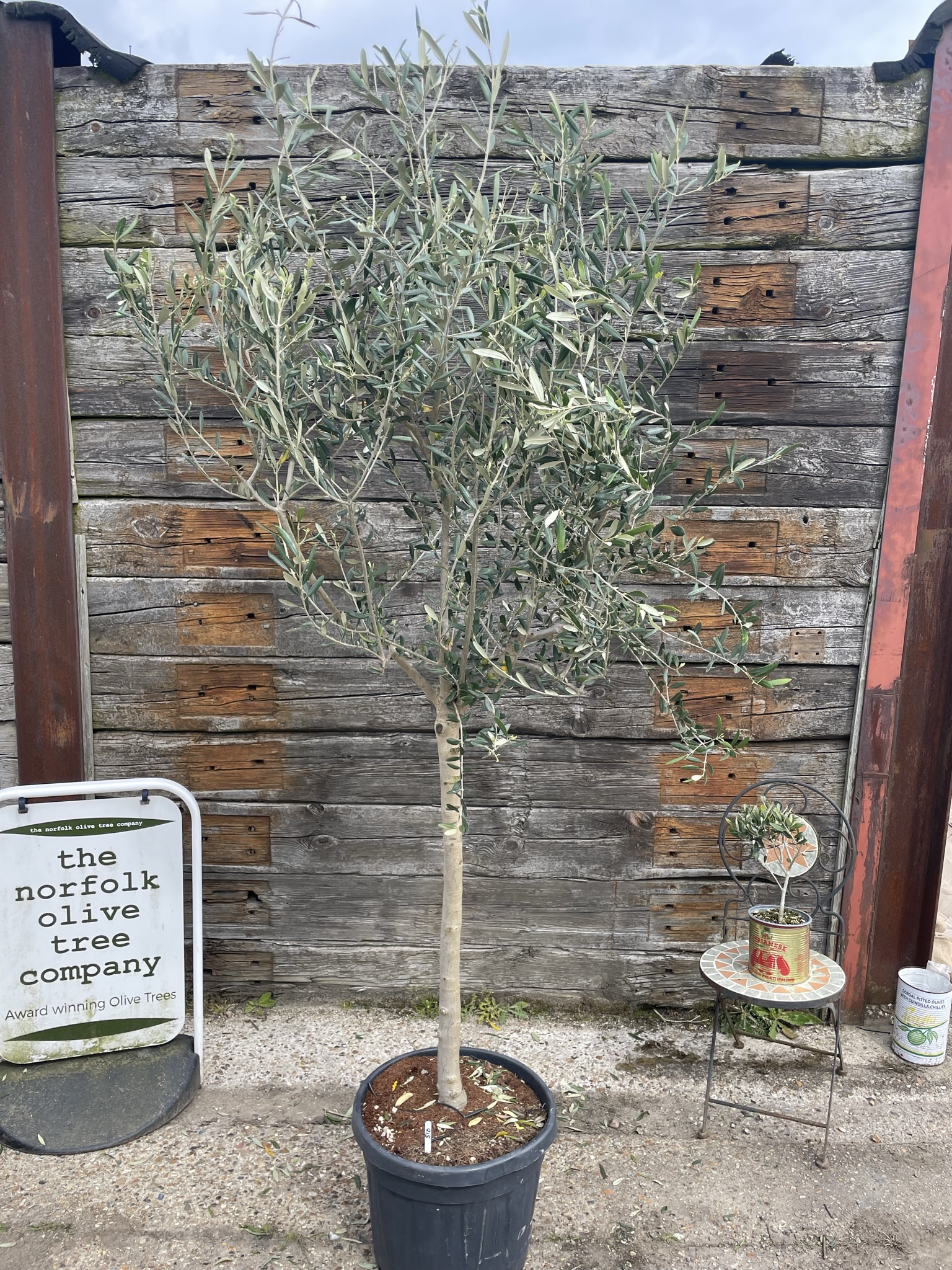 Tuscan Olive tree - free delivery - The Norfolk Olive Tree Company