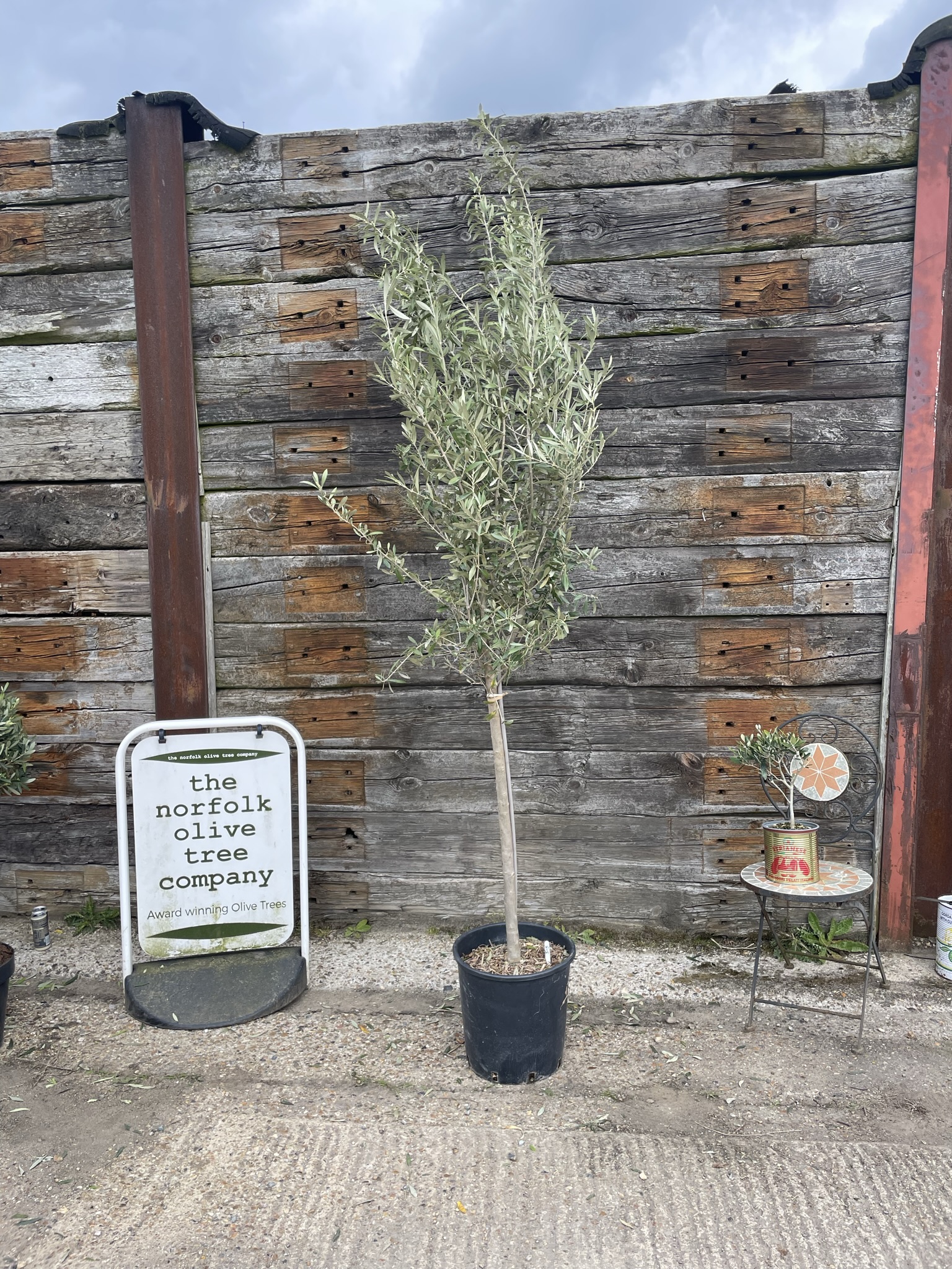 Tuscan Olive tree - free delivery - The Norfolk Olive Tree Company