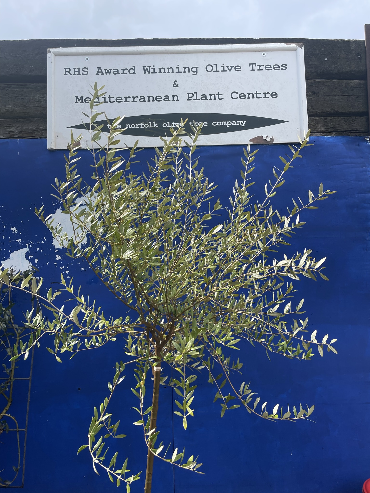 Tuscan Olive tree - free delivery - The Norfolk Olive Tree Company
