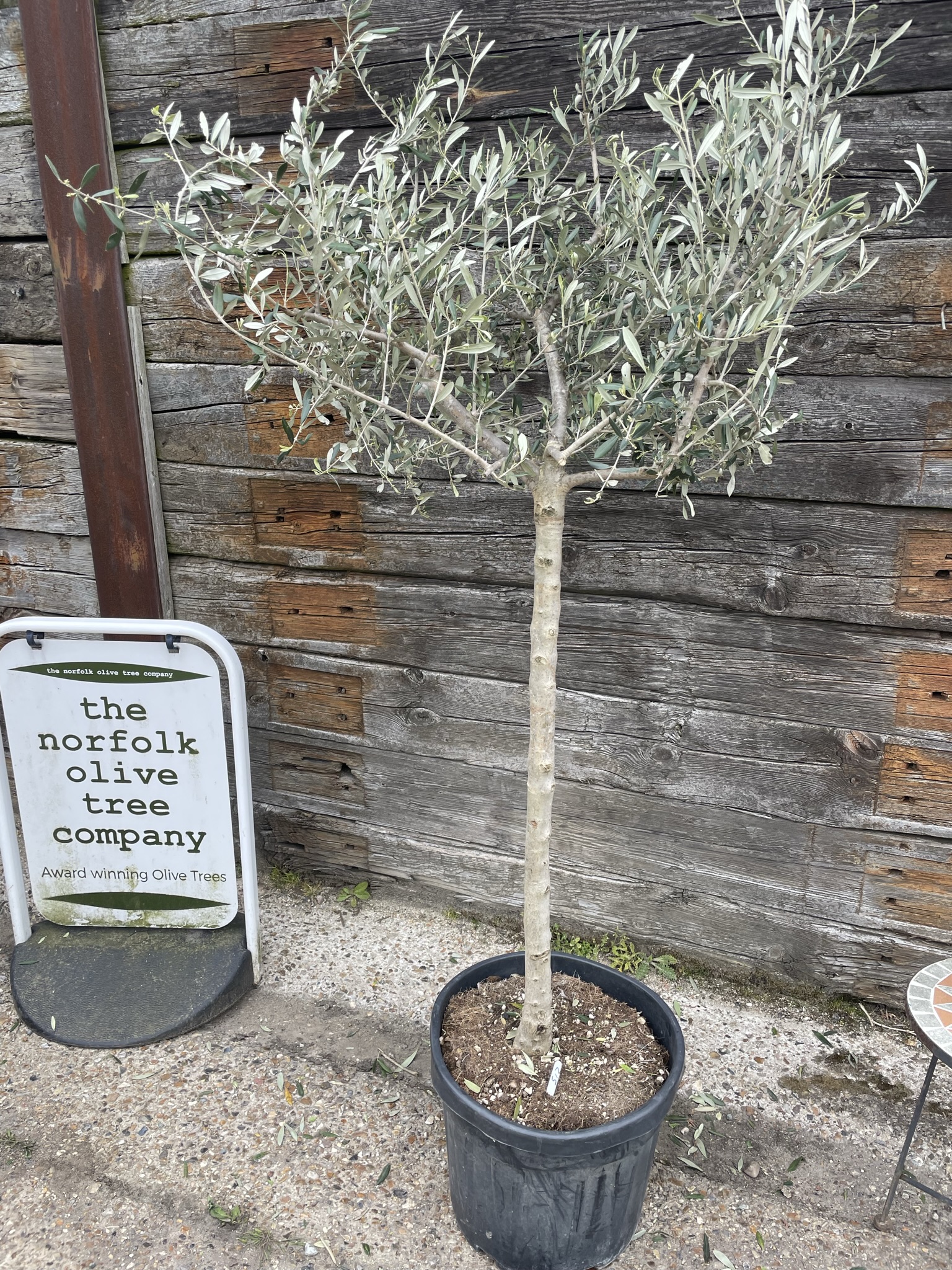 Tuscan Olive tree - free delivery - The Norfolk Olive Tree Company