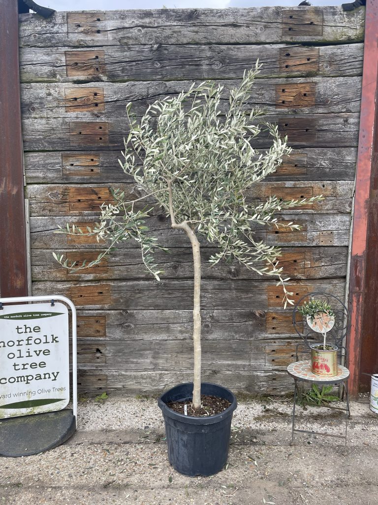 Patio Olive tree - free delivery - The Norfolk Olive Tree Company