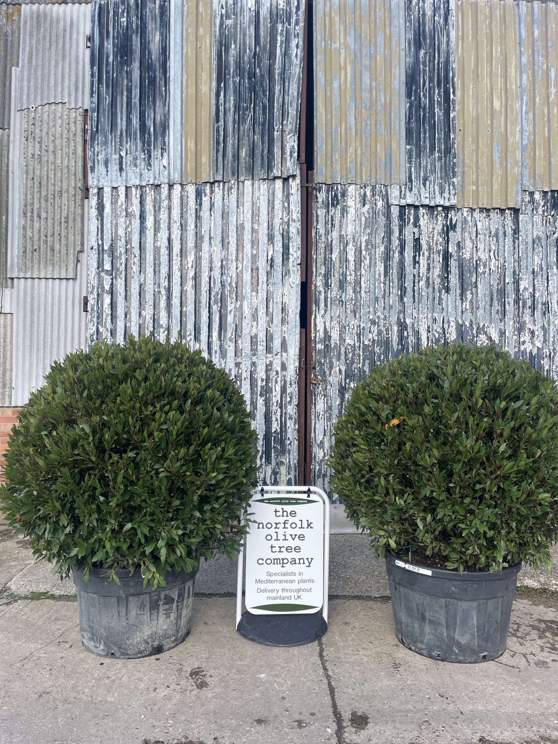 Pair of Bay tree topiary - The Norfolk Olive Tree Company