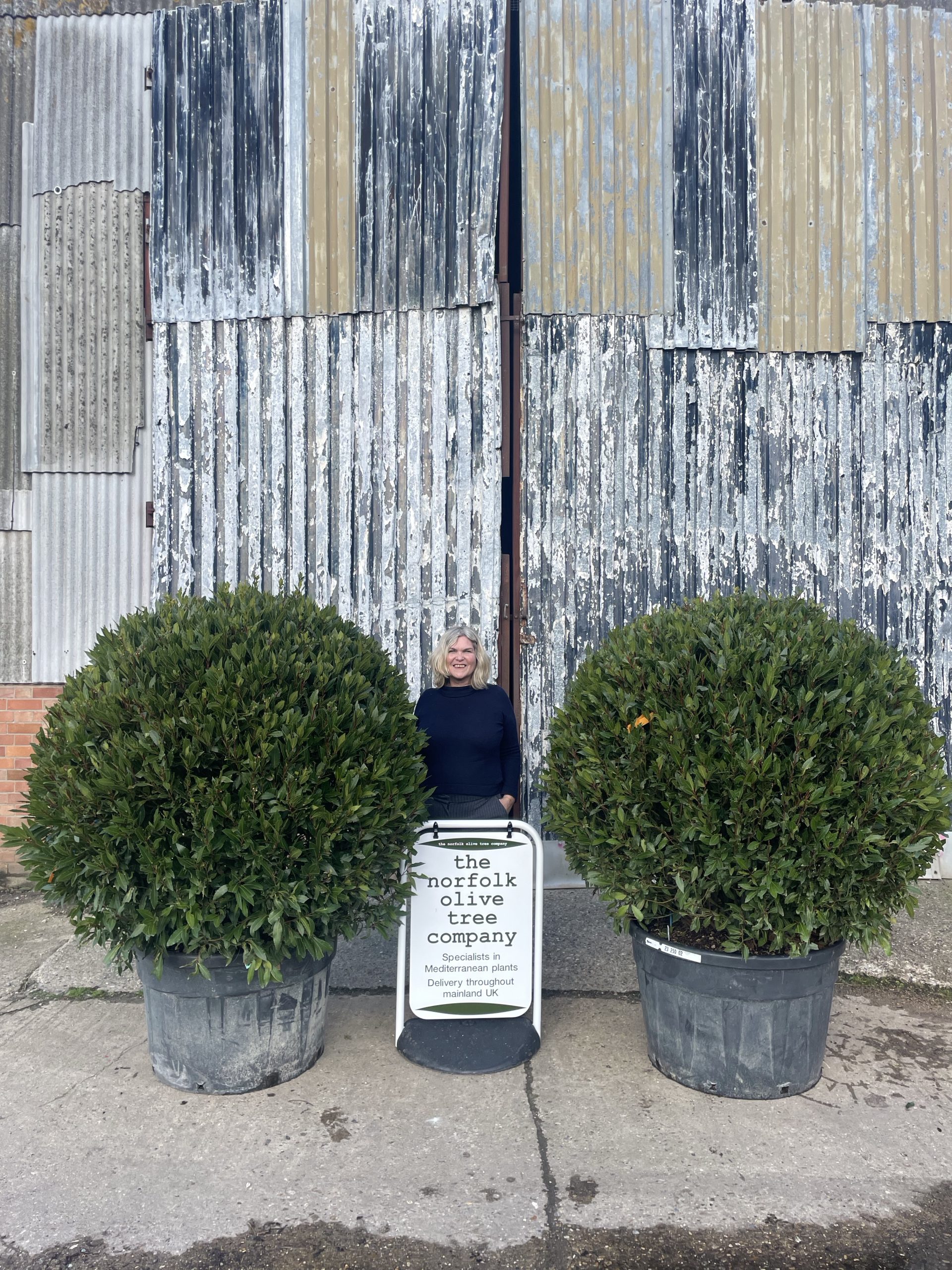 Pair of Bay tree topiary - The Norfolk Olive Tree Company