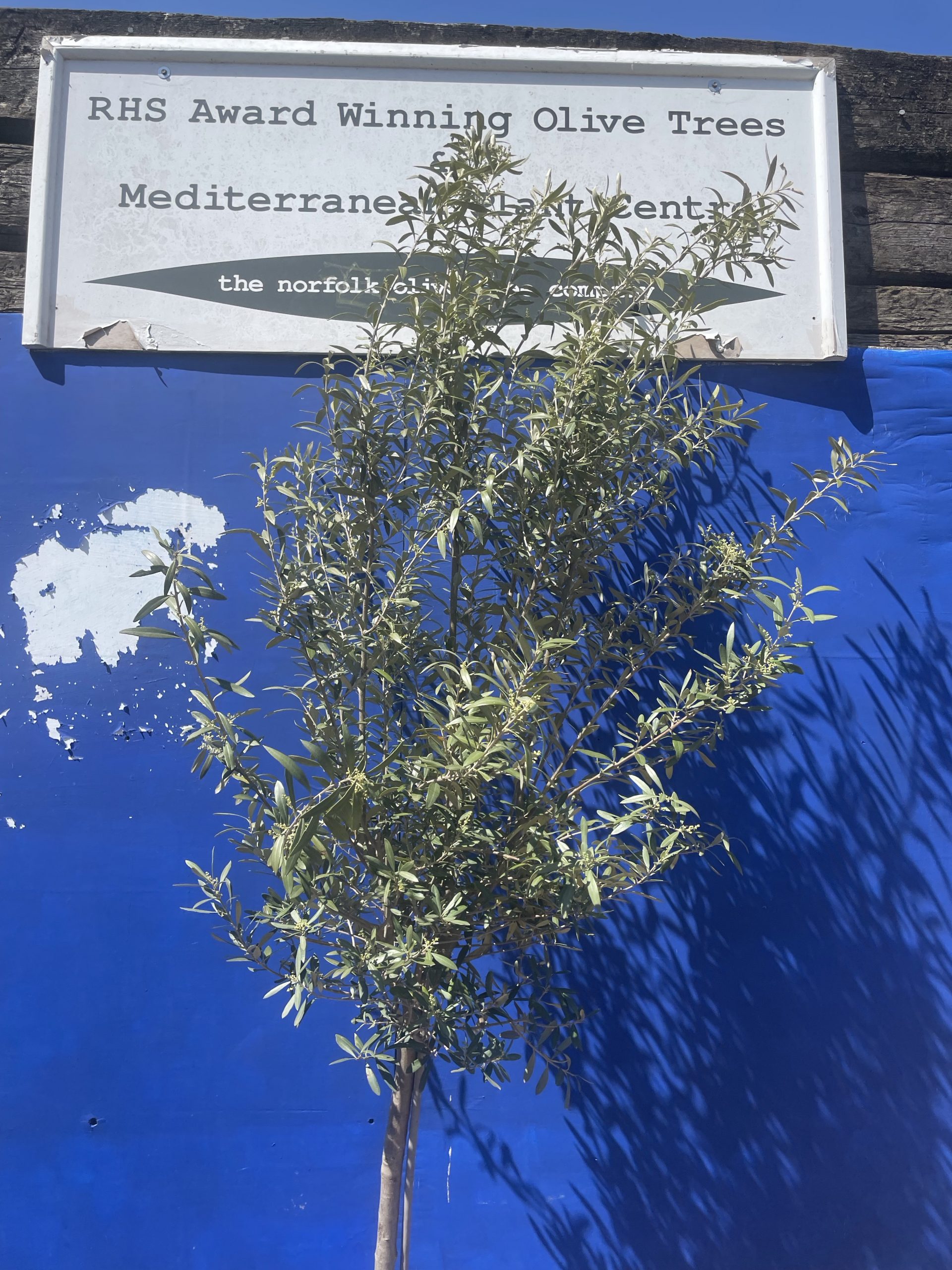 Courtyard Olive tree