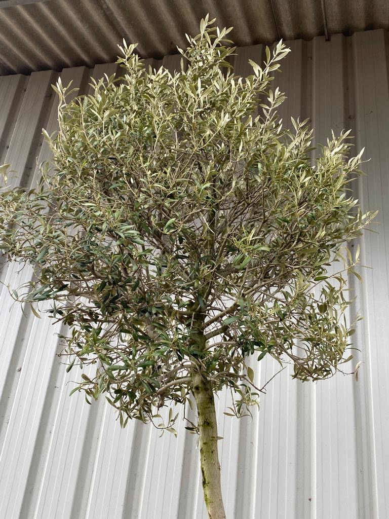Olive tree for landscaping - The Norfolk Olive Tree Company