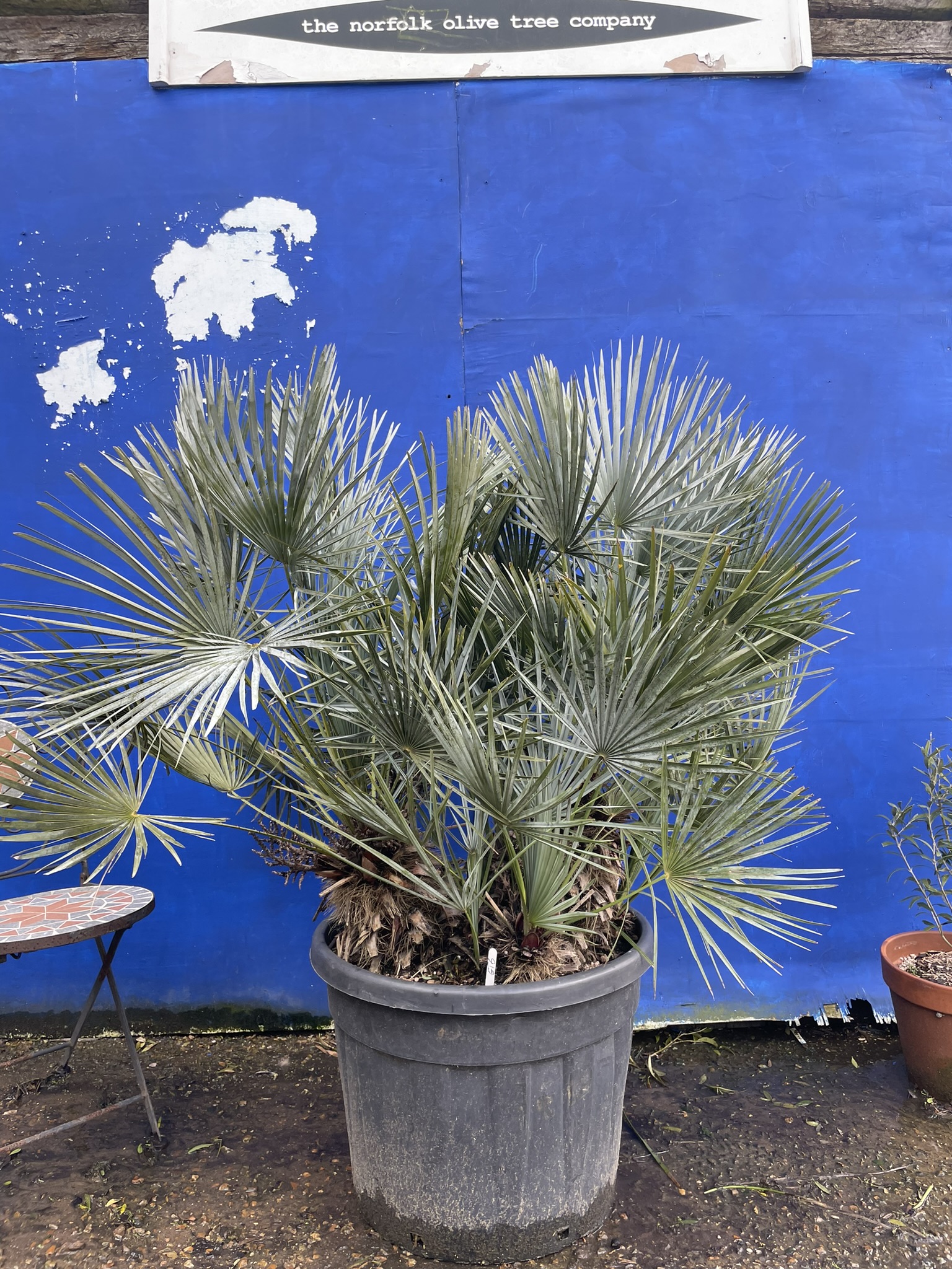 Blue Mediterranean Fan Palm - Free delivery - The Norfolk Olive Tree ...