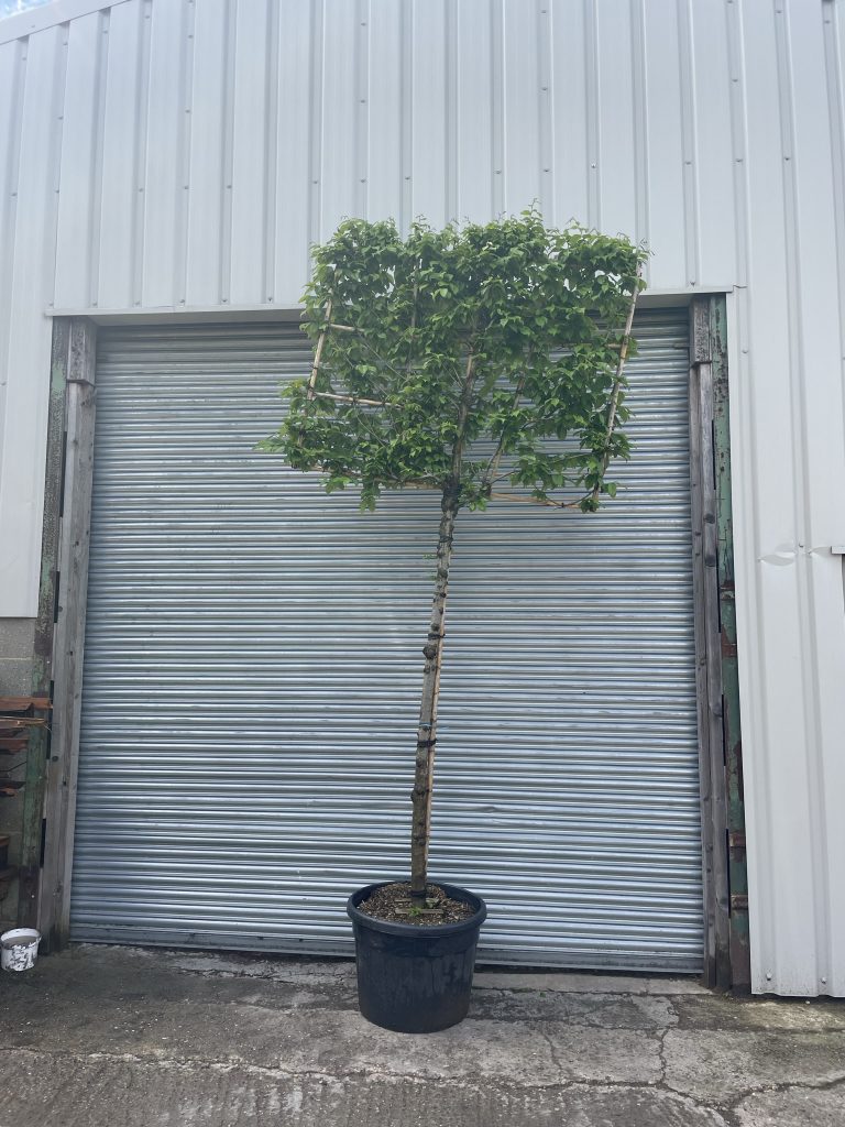 Pleached Hornbeam - The Norfolk Olive Tree Company