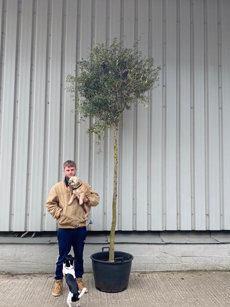 Tall screening Olive Tree - The Norfolk Olive Tree Company