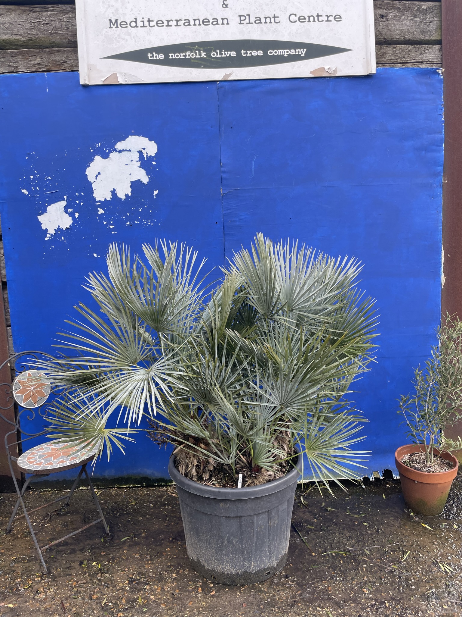Blue Mediterranean Fan Palm - Free delivery - The Norfolk Olive Tree ...