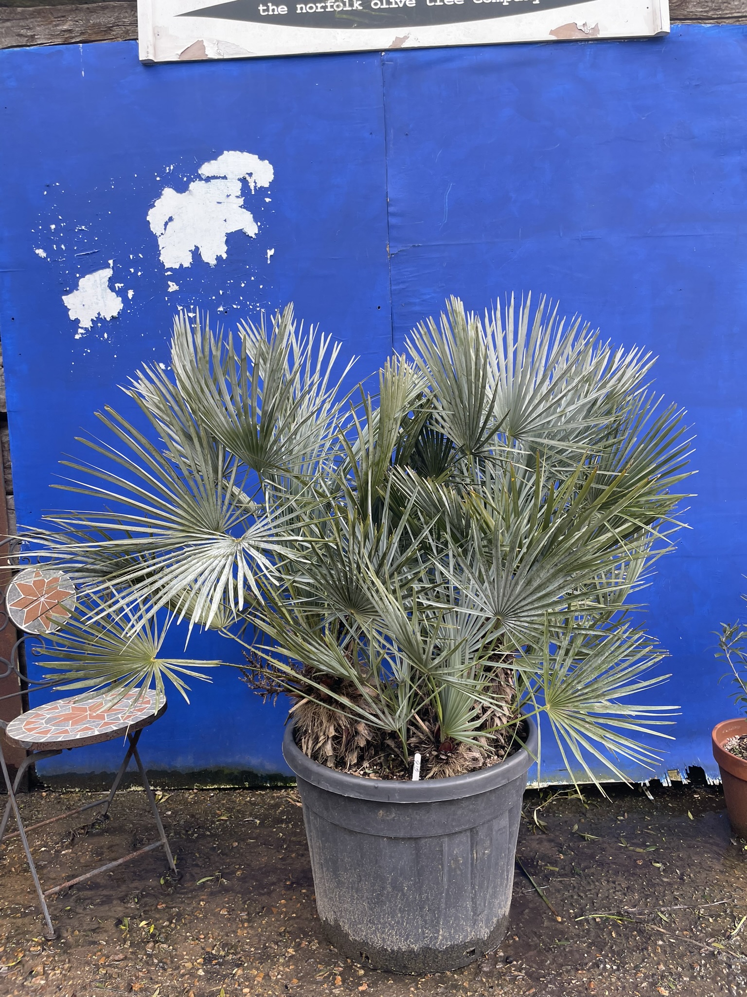 Blue Mediterranean Fan Palm - Free delivery - The Norfolk Olive Tree ...