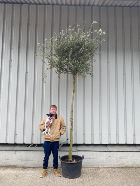 Tall screening Olive Tree - The Norfolk Olive Tree Company