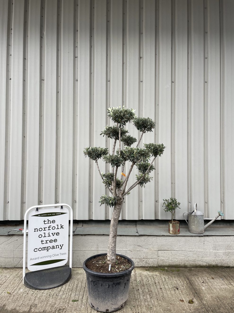 Niwaki cloud Olive tree - The Norfolk Olive Tree Company