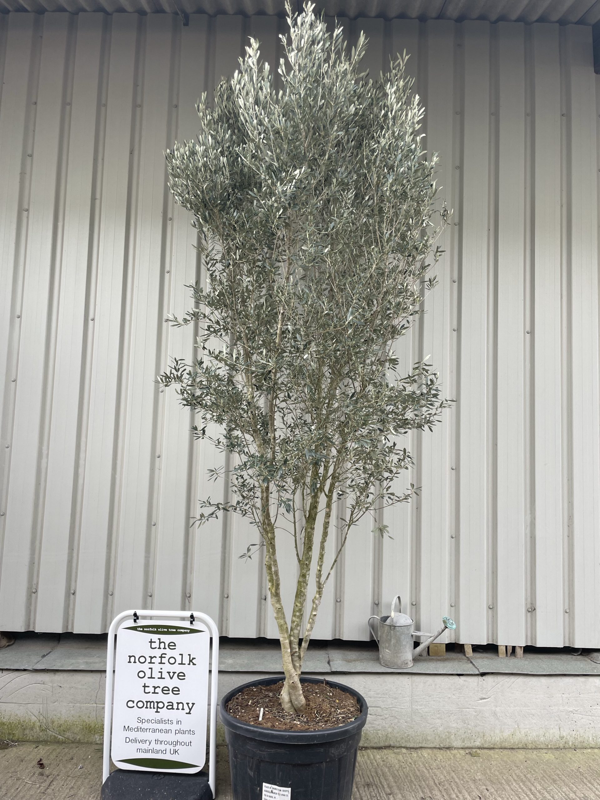 Multi-stem screening olive tree - The Norfolk Olive Tree Company