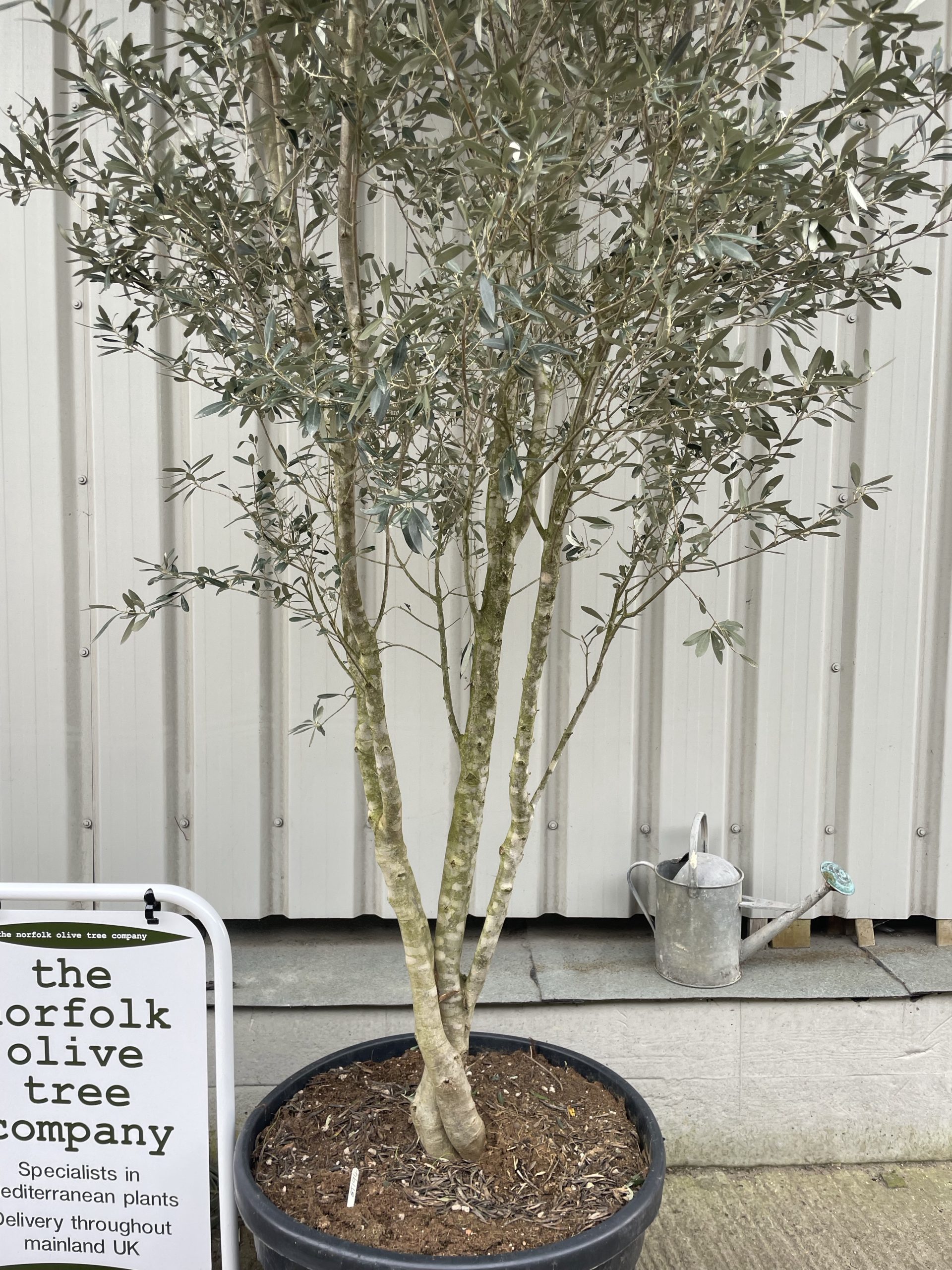 Multi-stem screening olive tree - The Norfolk Olive Tree Company