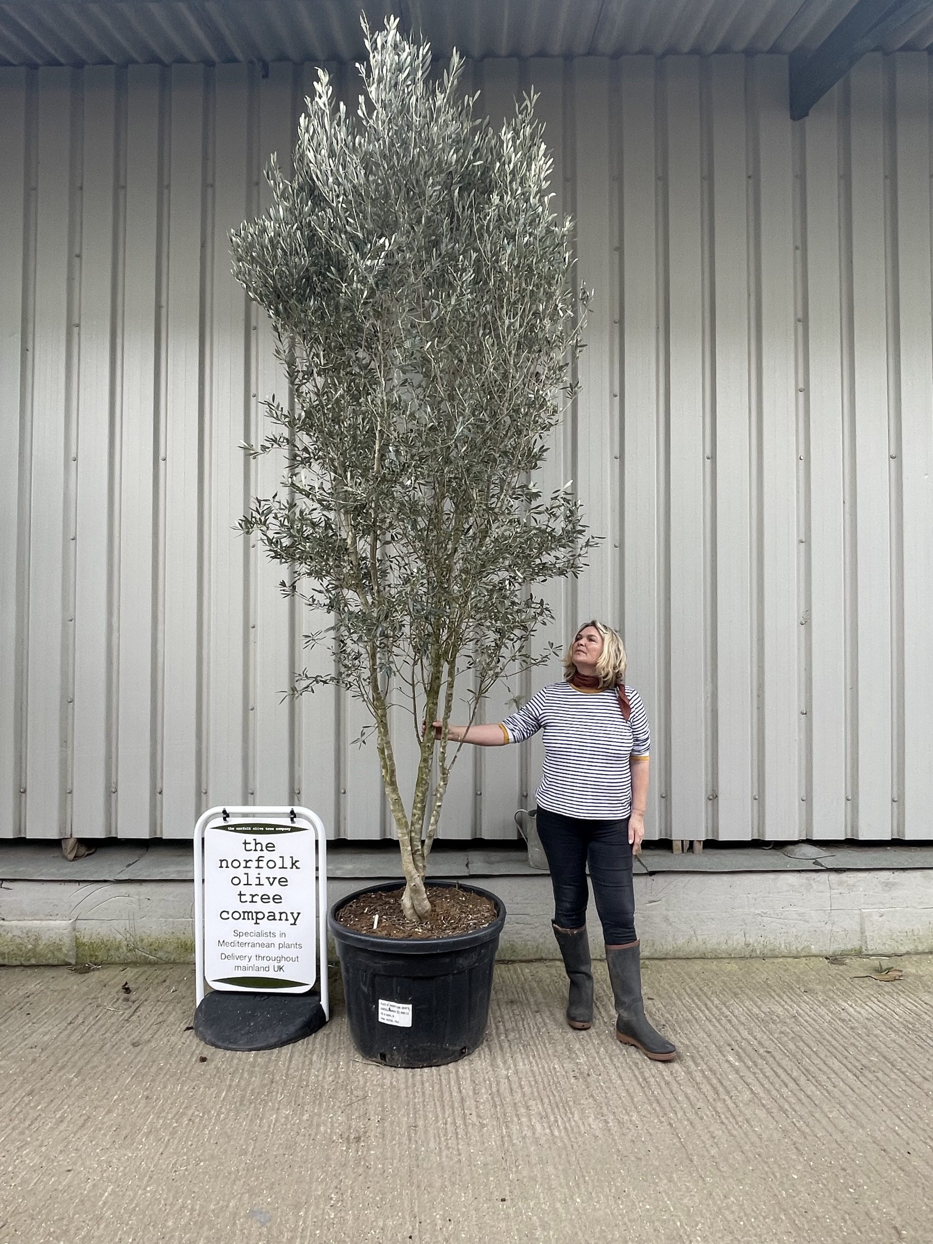 Multi-stem screening olive tree - The Norfolk Olive Tree Company