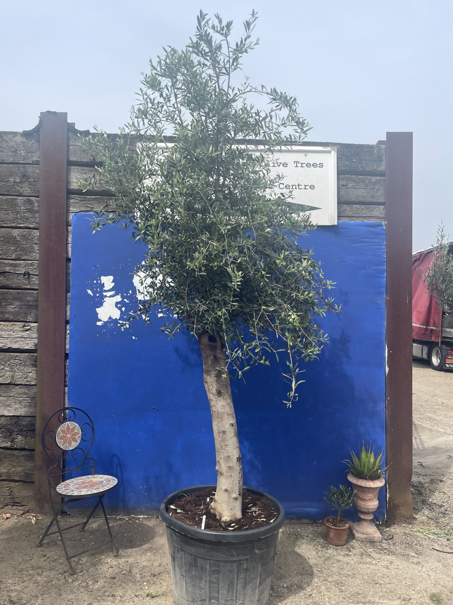 Smooth stem branched Olive tree - The Norfolk Olive Tree Company