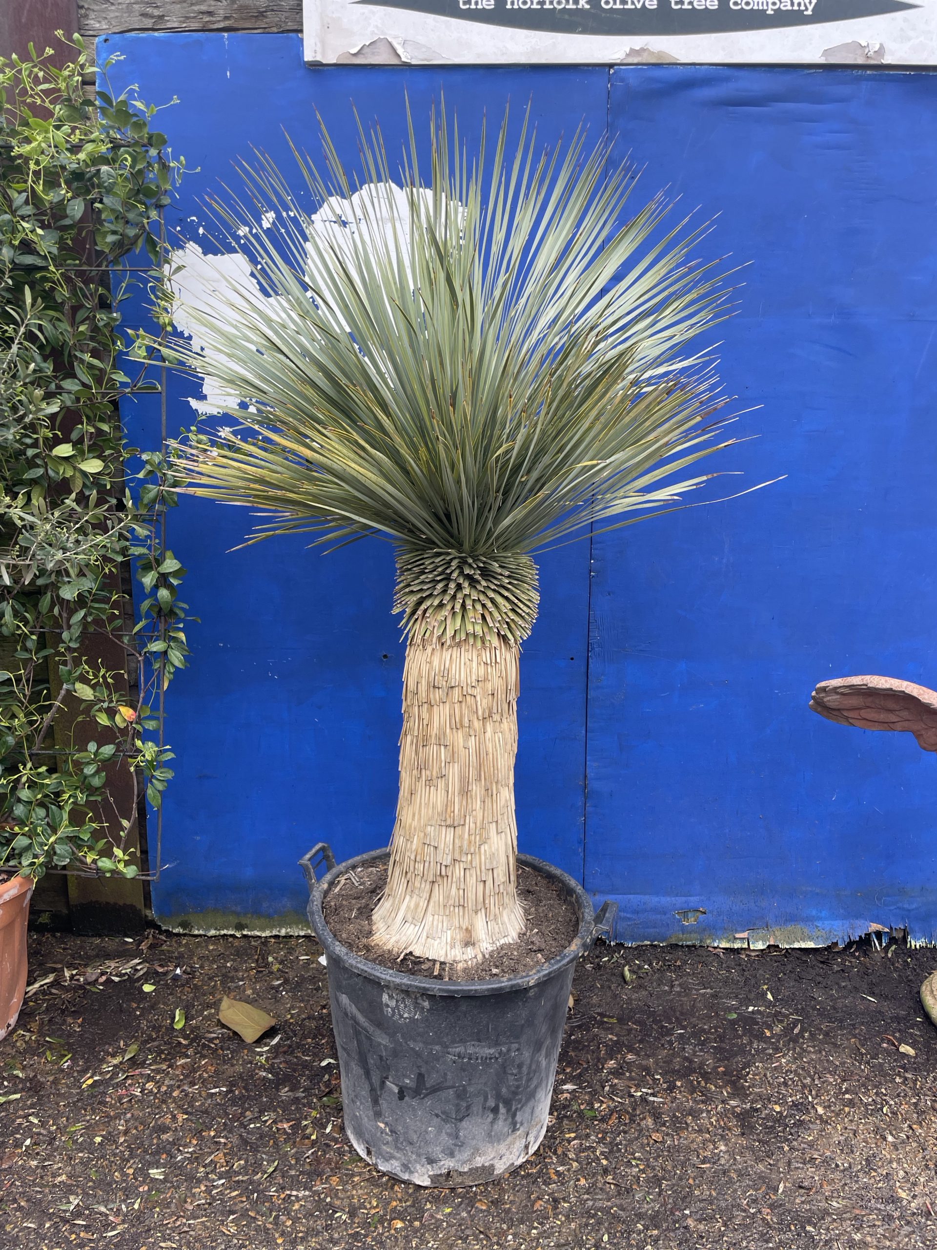 Mature Yucca Rostrata - The Norfolk Olive Tree Company